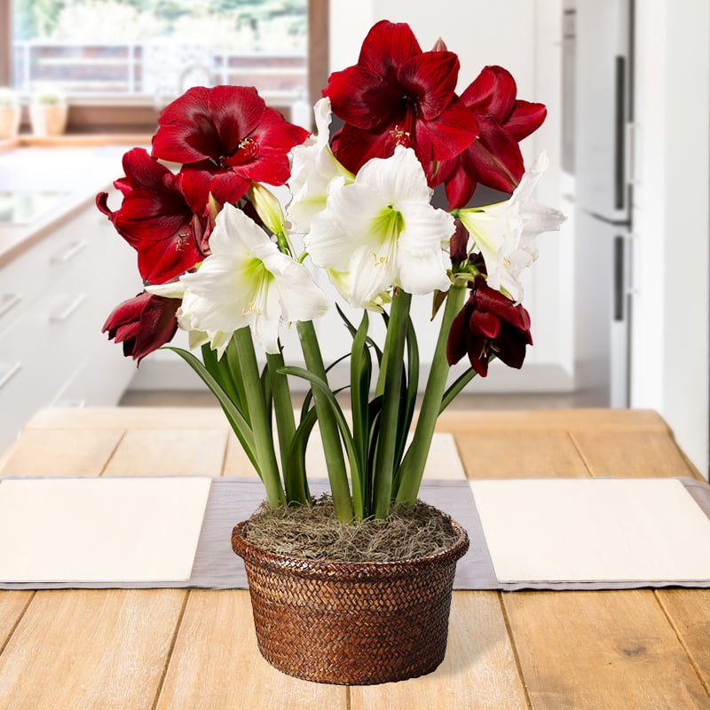 Holiday Twist Indoor Potted Bulb Garden - Simply Water and Flowers Open ...
