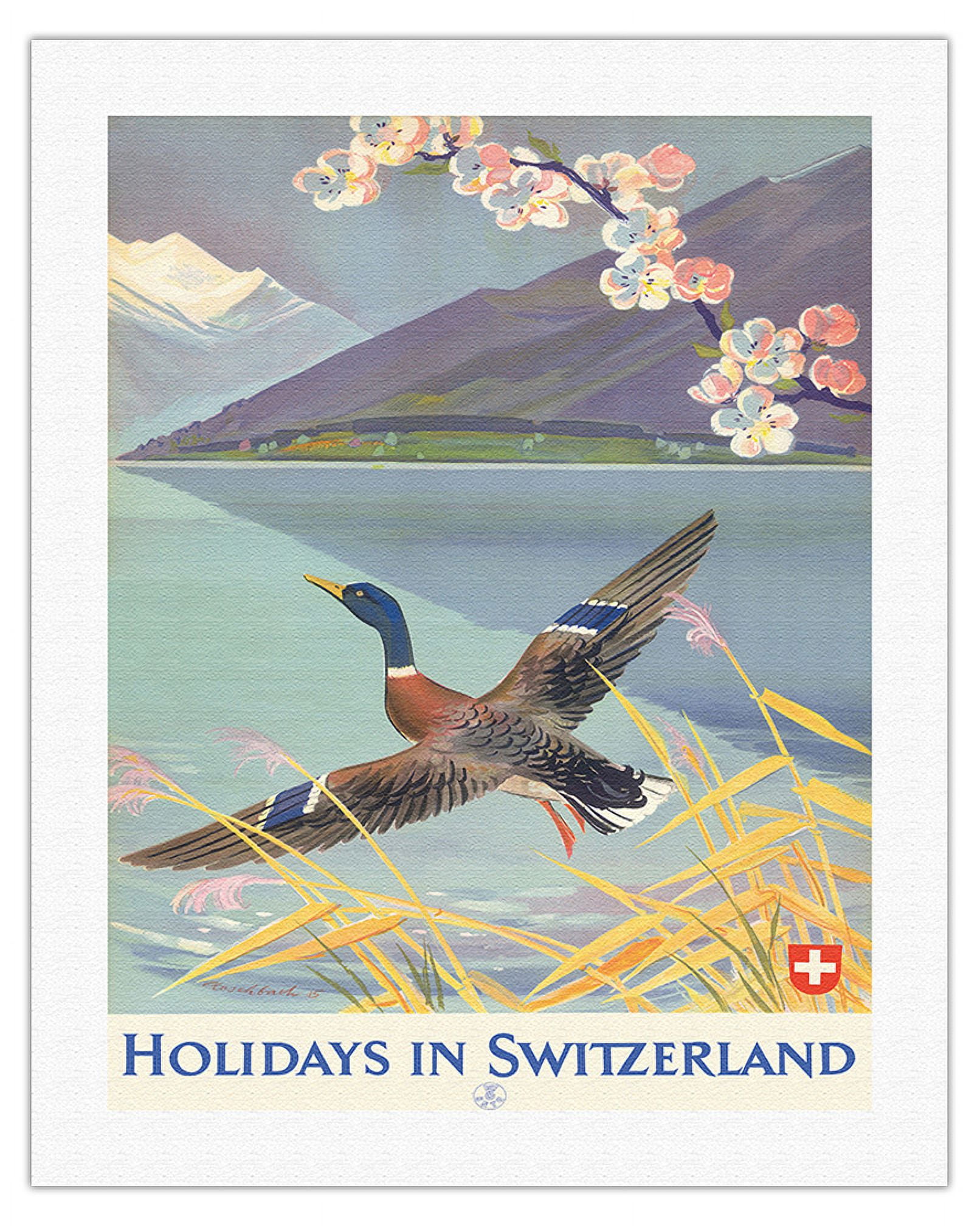 Holidays in Switzerland - Mallard (Wild Duck) takes flight over Lake ...