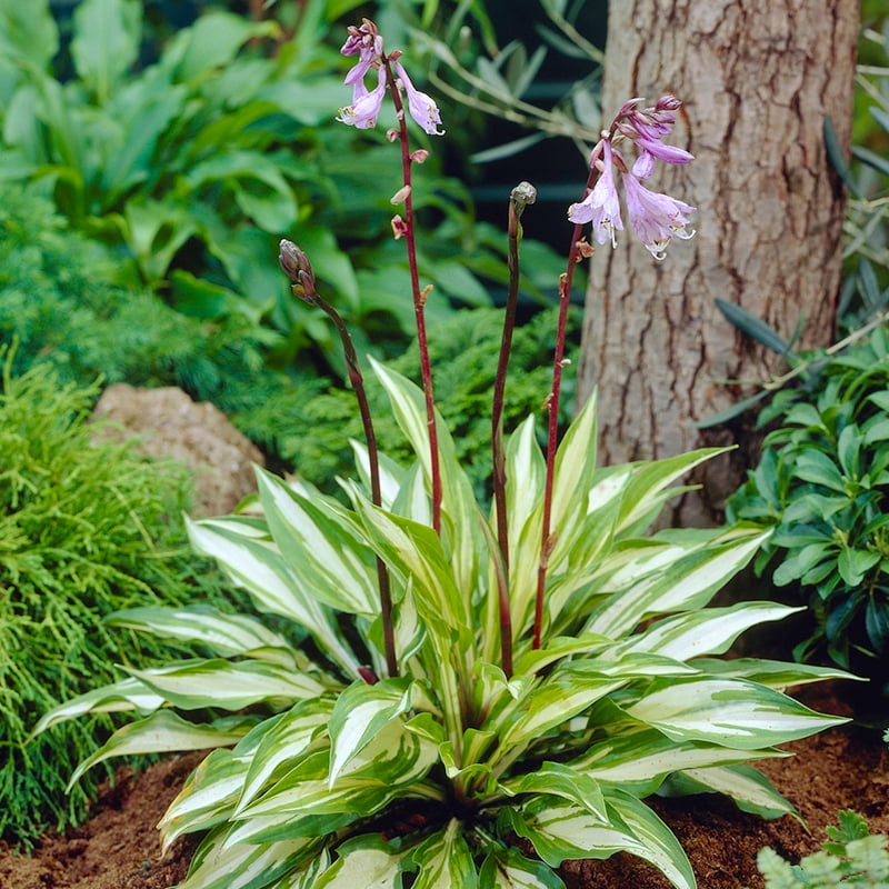 Cherry Berry Hosta Plant with Green Edges and Yellow Centers - Walmart ...