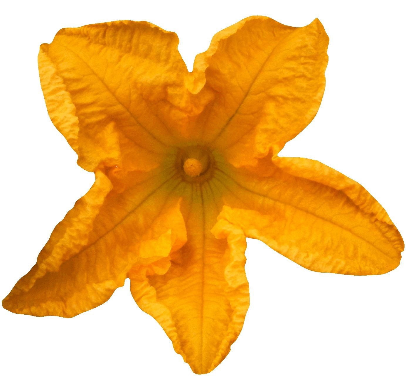 Hollis Yellow Squash Blossom Wall Decal Cutout - Walmart.com