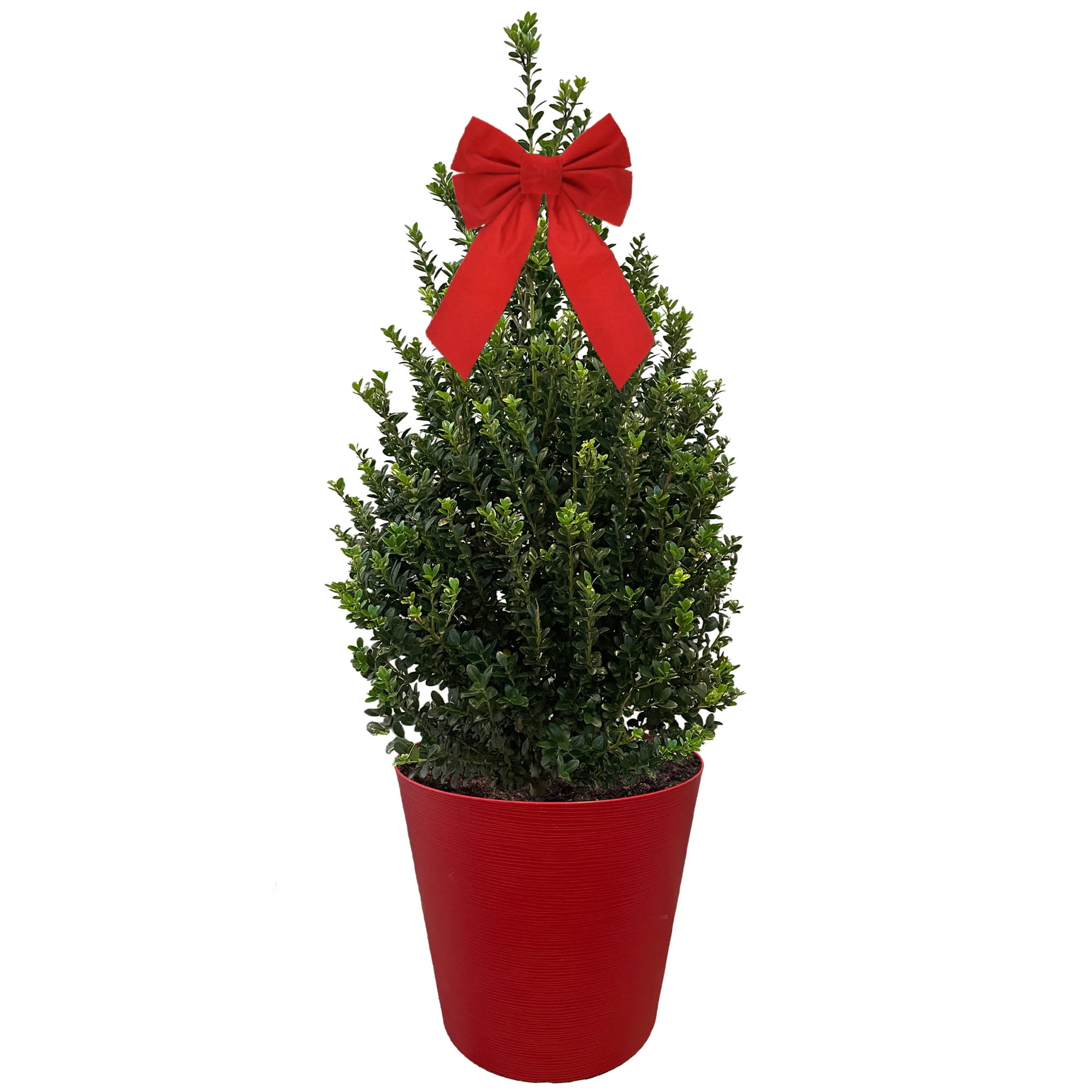 Holly Cone Evergreen Live Shrub in Decorative Red Pot with Bow (3 ...
