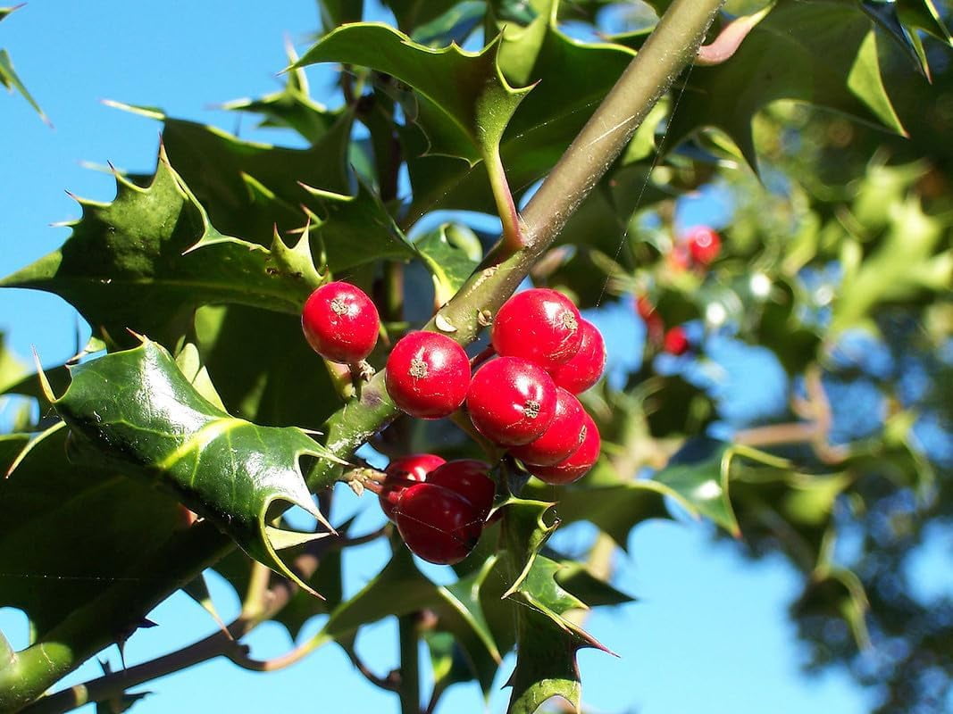 Holly Live in A Quart Pot, Live Holly Tree Live for Planting, Holly ...