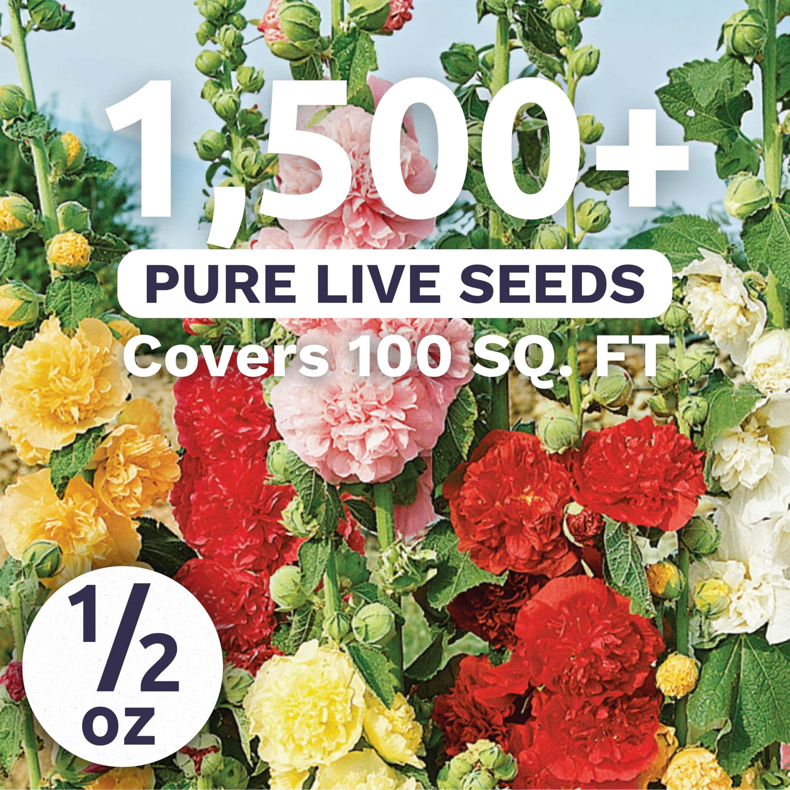 Hollyhock 'Chater's Double' Mix - Large 1/2 H2FSDOunce Packet - 1,500 ...