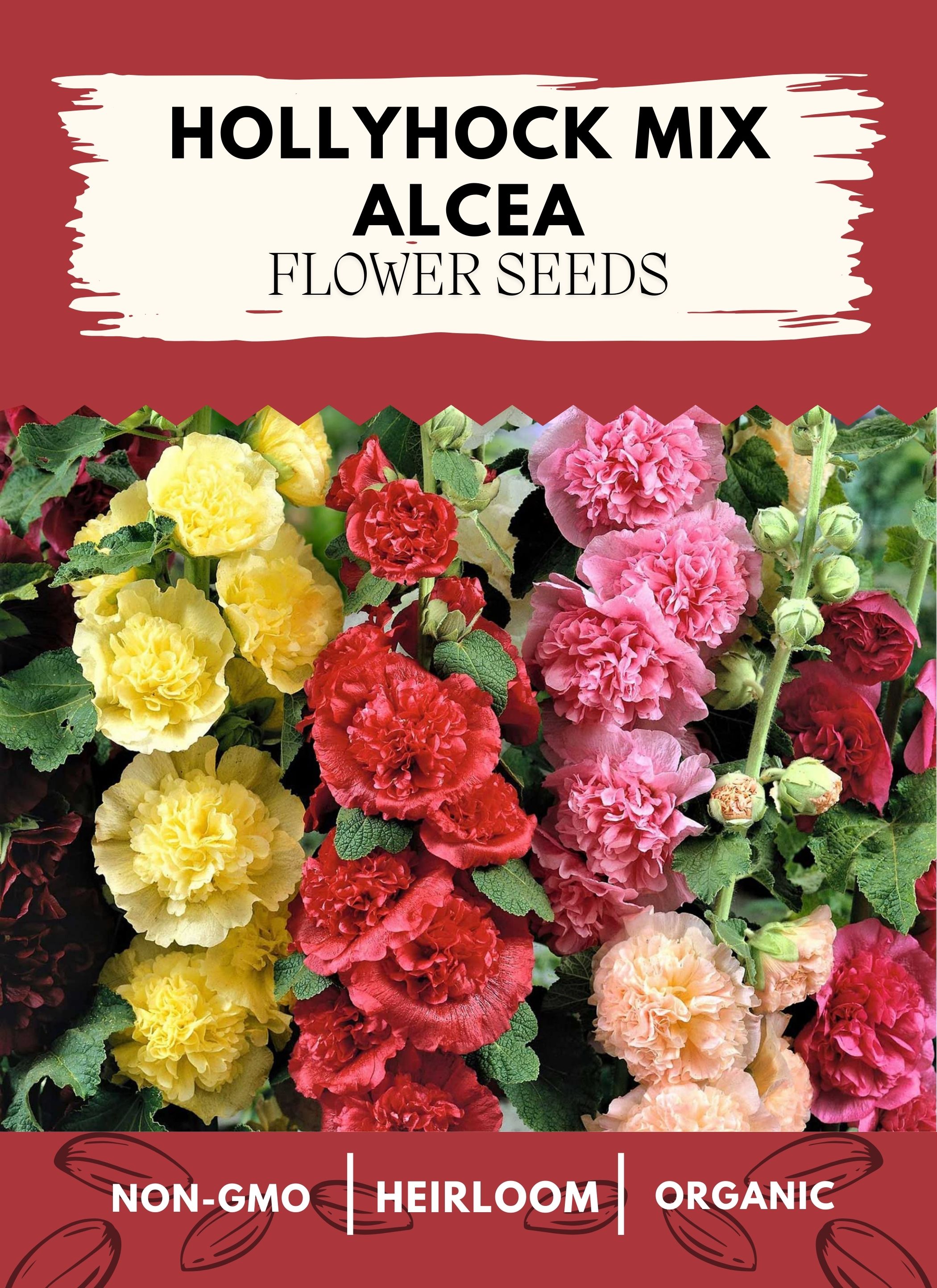 Hollyhock Mix Alcea (100 Unit) | Non-GMO | Organic | Fast-Growing ...