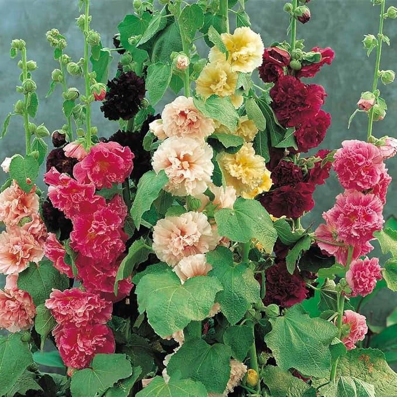 Hollyhock Mixed, Pink, RED & Yellow 200 Seeds Heirloom,Beautiful ...