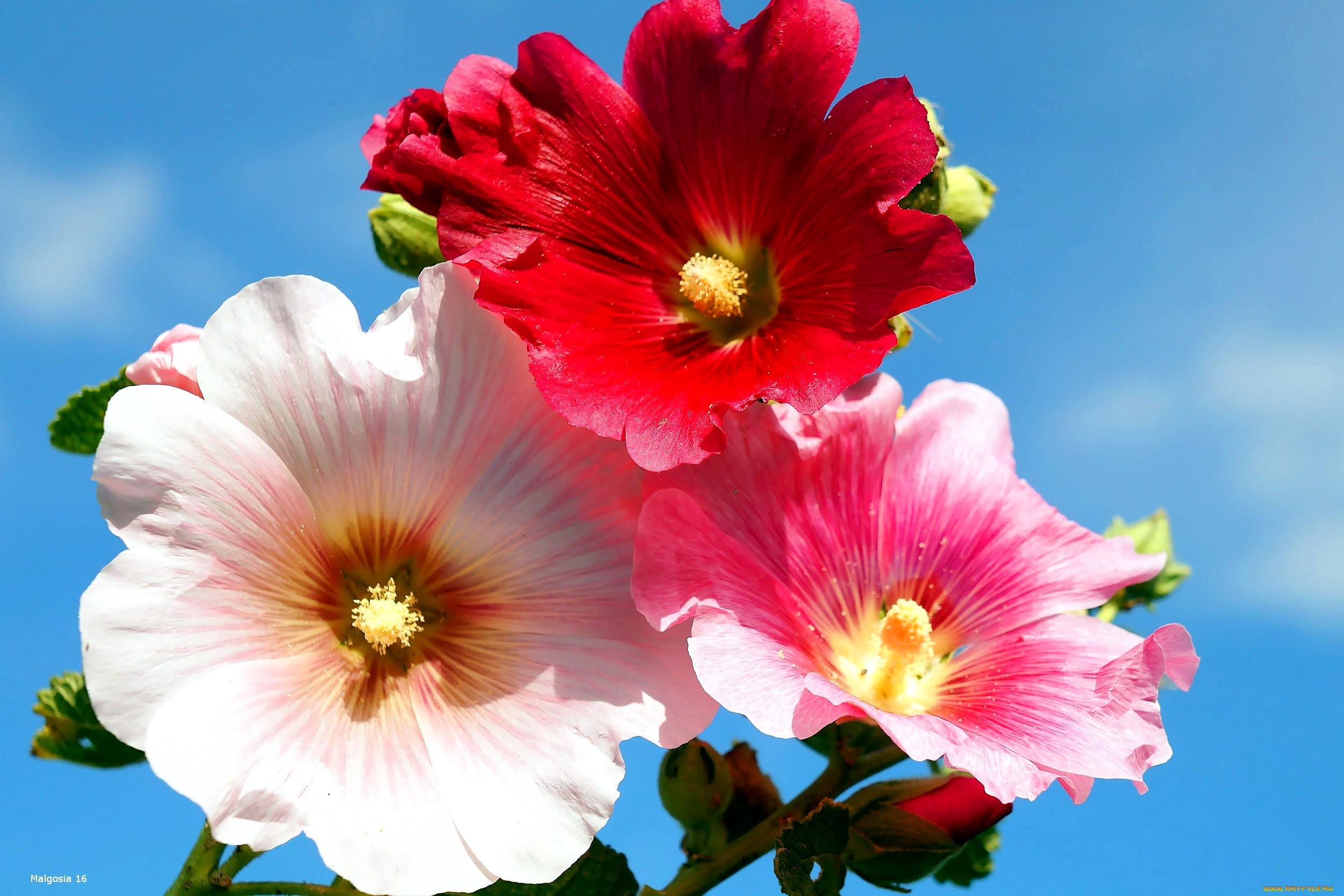 Hollyhock Single Flower Seed Mix Multicolor Rod-Rose Mallow Stock-Rose ...