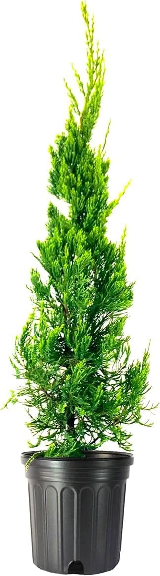 Hollywood Juniper Juniperus Chinensis Torulosa 1 Live Gallon Size Tree ...