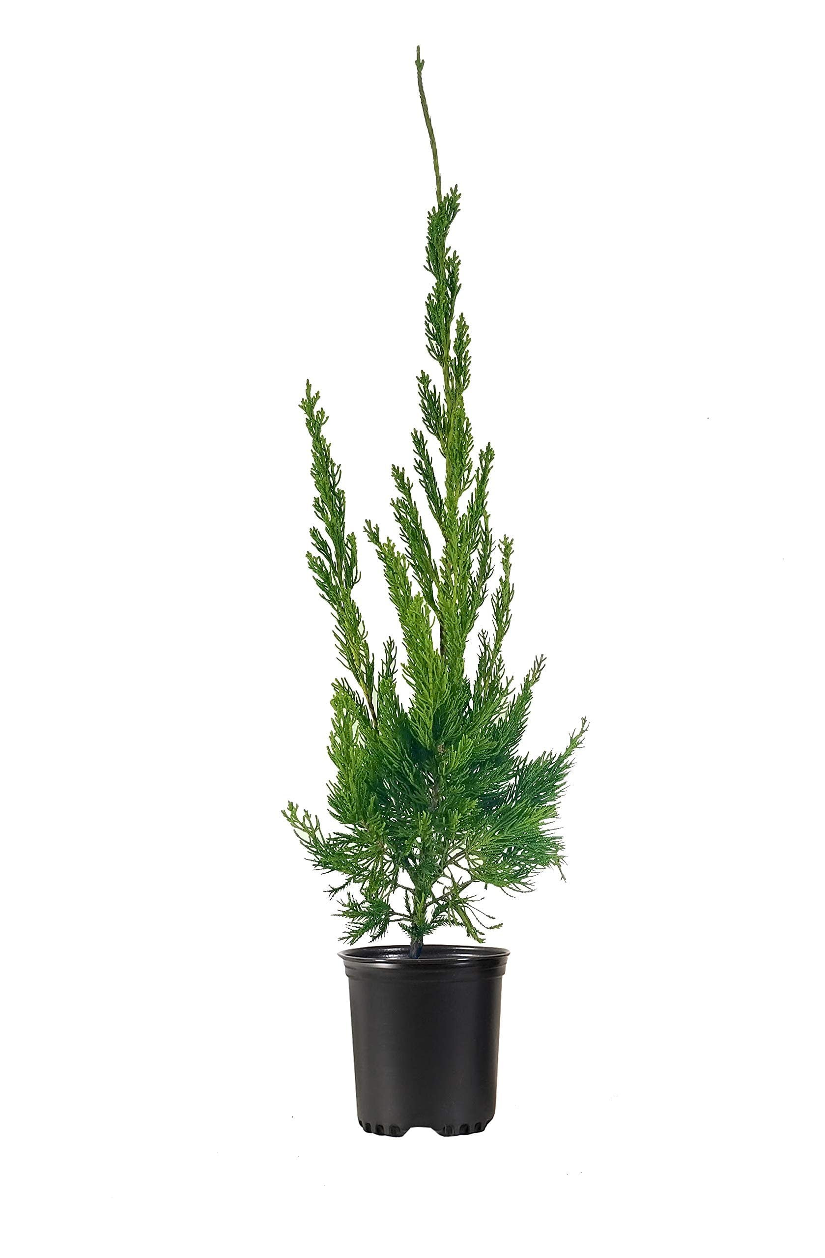 Hollywood Juniper - Juniperus Chinensis Torulosa - 1 Live Quart Size ...