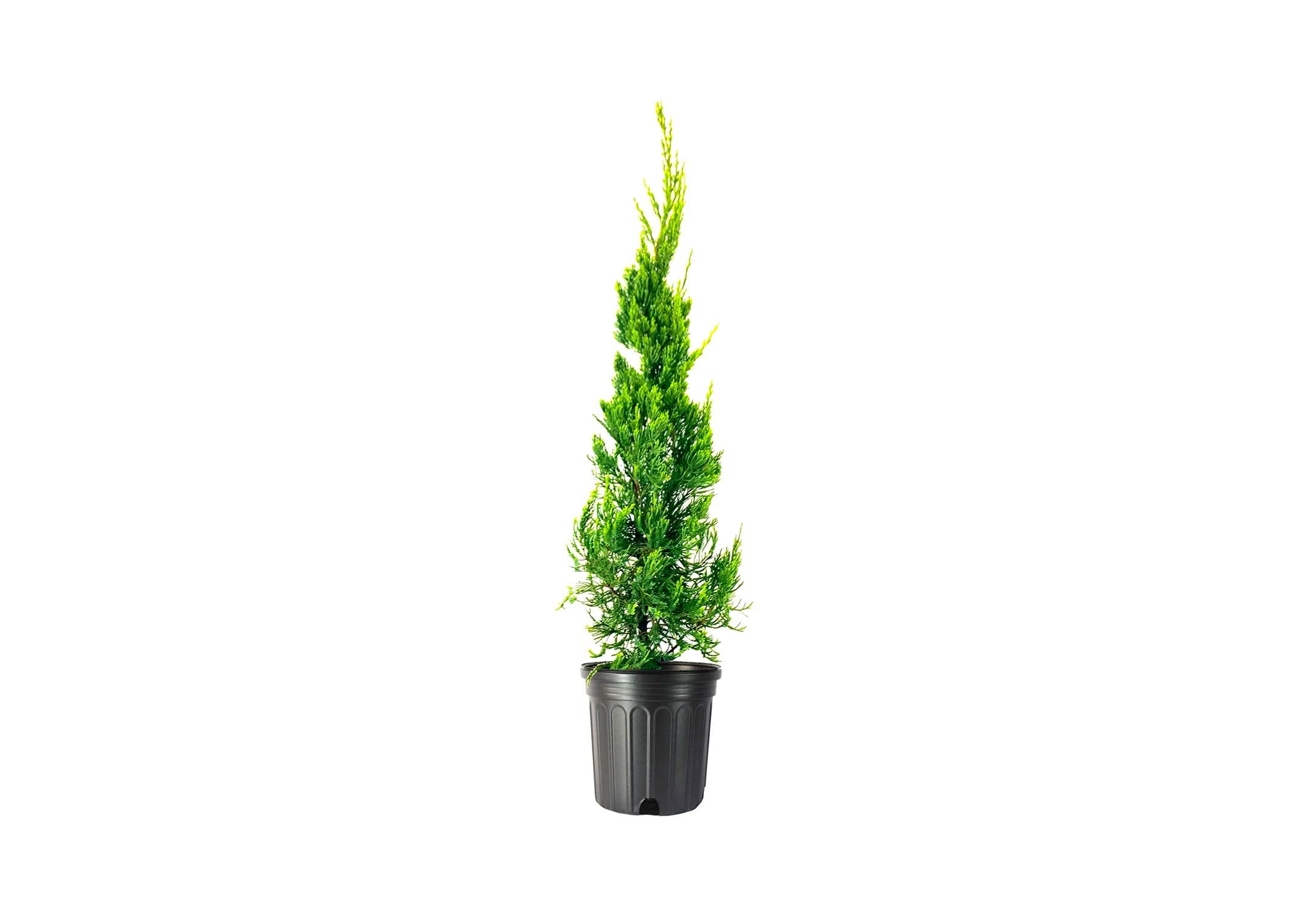 Hollywood Juniper Juniperus Chinensis Torulosa 2 Live Gallon Size Trees ...