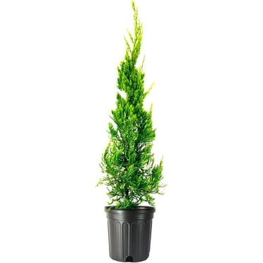Black Hills Spruce Live Evergreen Tree grown in a 2.50 Quart Pot (1 ...