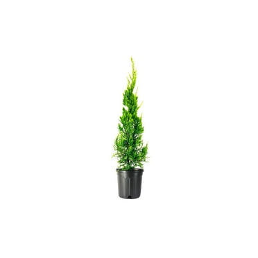 Skyrocket Juniper 3 Live Gallon Size Trees Juniperus Scopulorum Drought ...