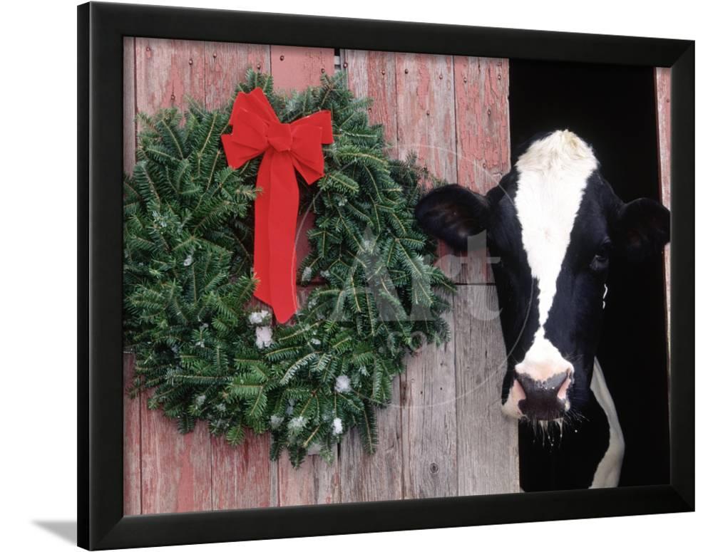 Holstein Cow in Barn with Christmas Wreath, WI, Framed Art Print Wall ...