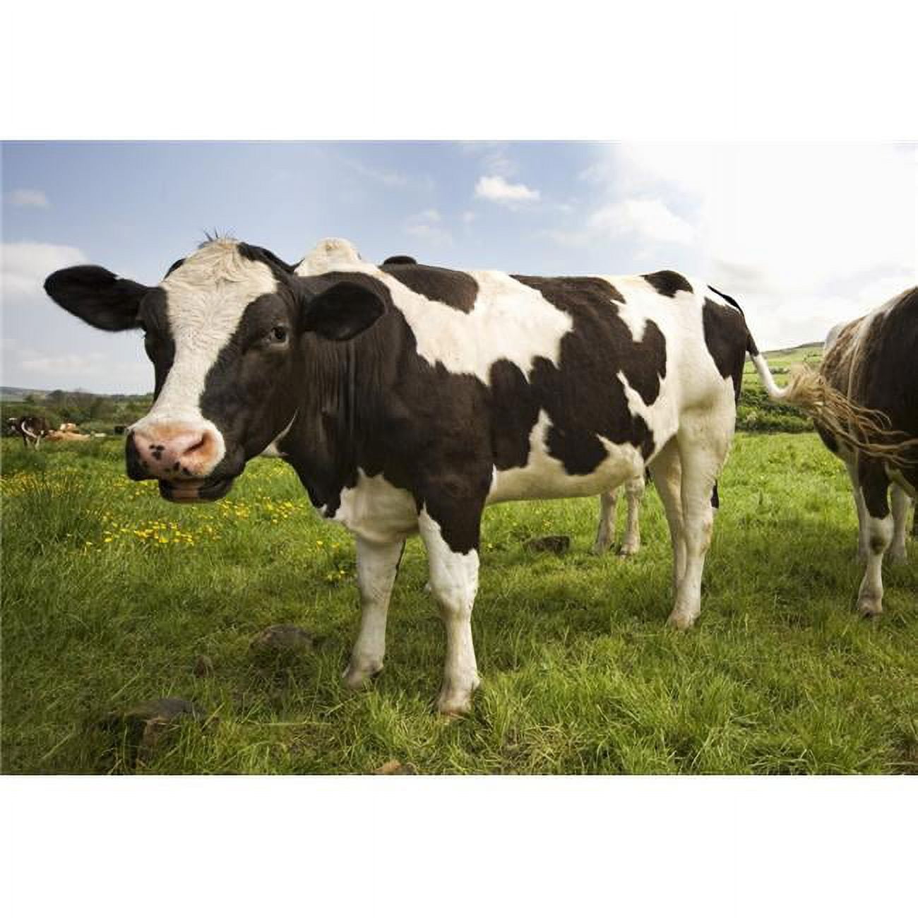 Holstein-Friesian Cattle Poster Print - 17 x 12 - Walmart.com