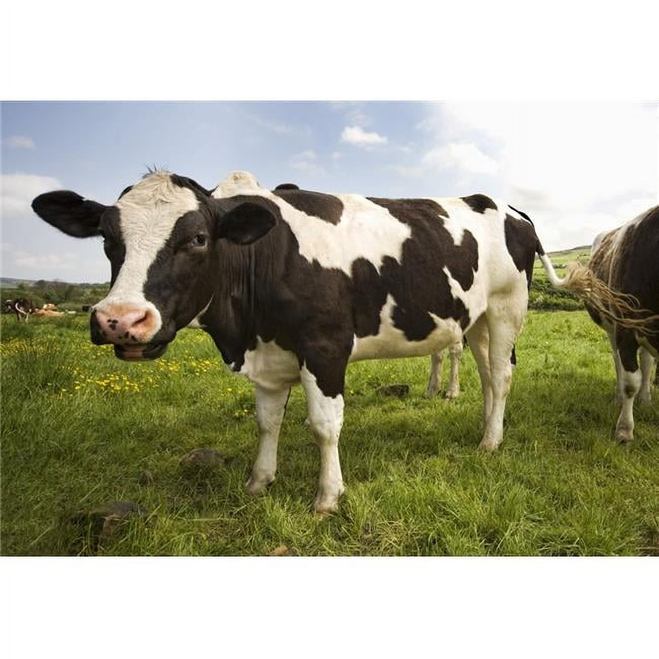 Holstein-Friesian Cattle Poster Print - 34 x 24 - Walmart.com