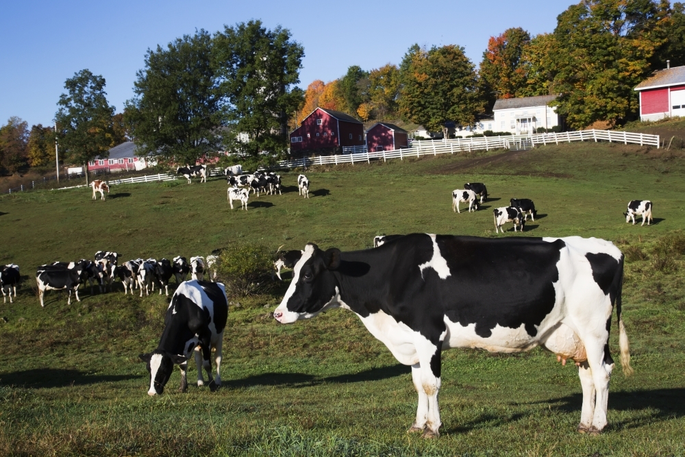 Posterazzi DPI12257350 Holstein Dairy Cows in Autumn Pasture - Salem ...