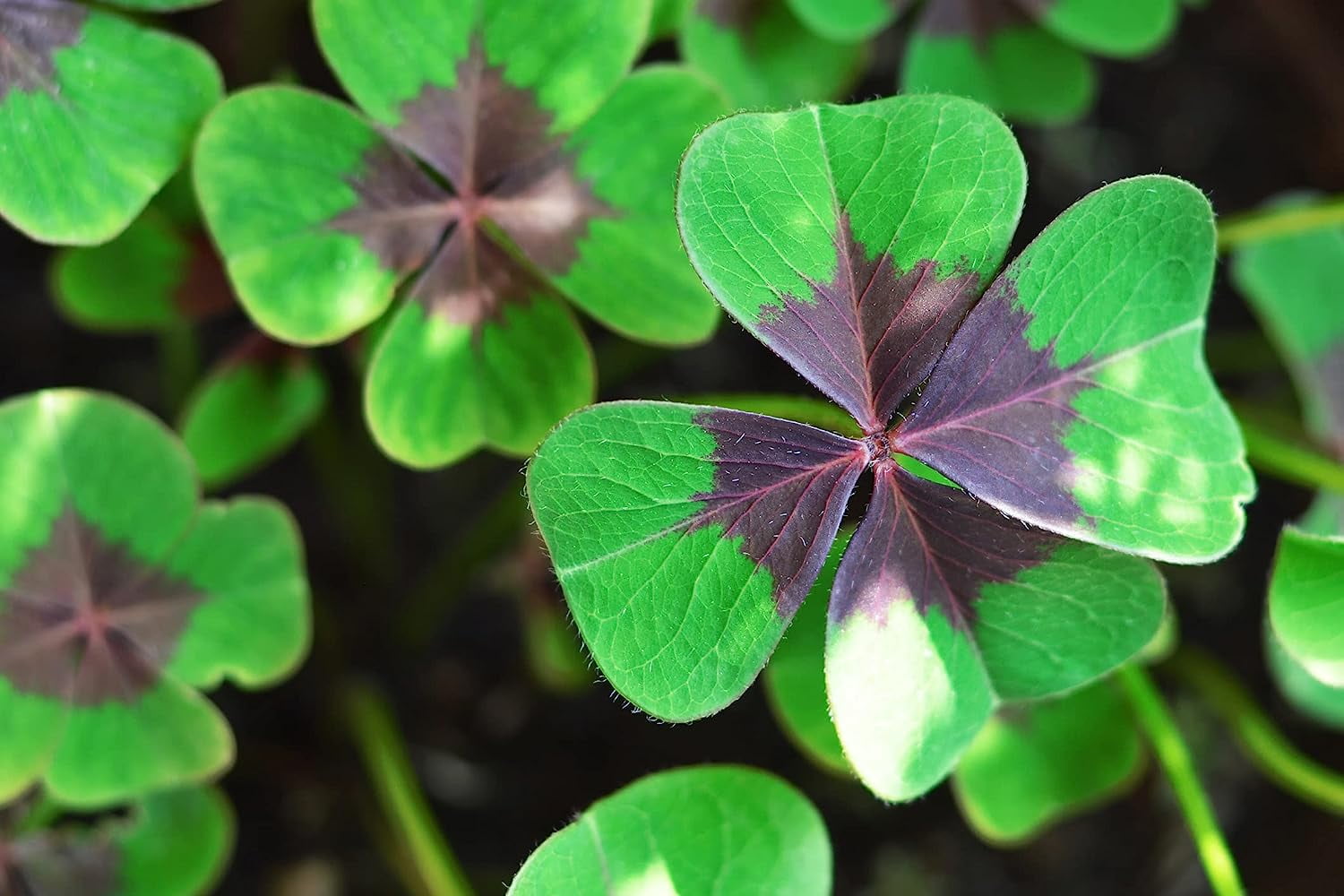 Holy Cross Shamrock Bulbs for Planting (10 Bulbs) - Fast Growing Year ...