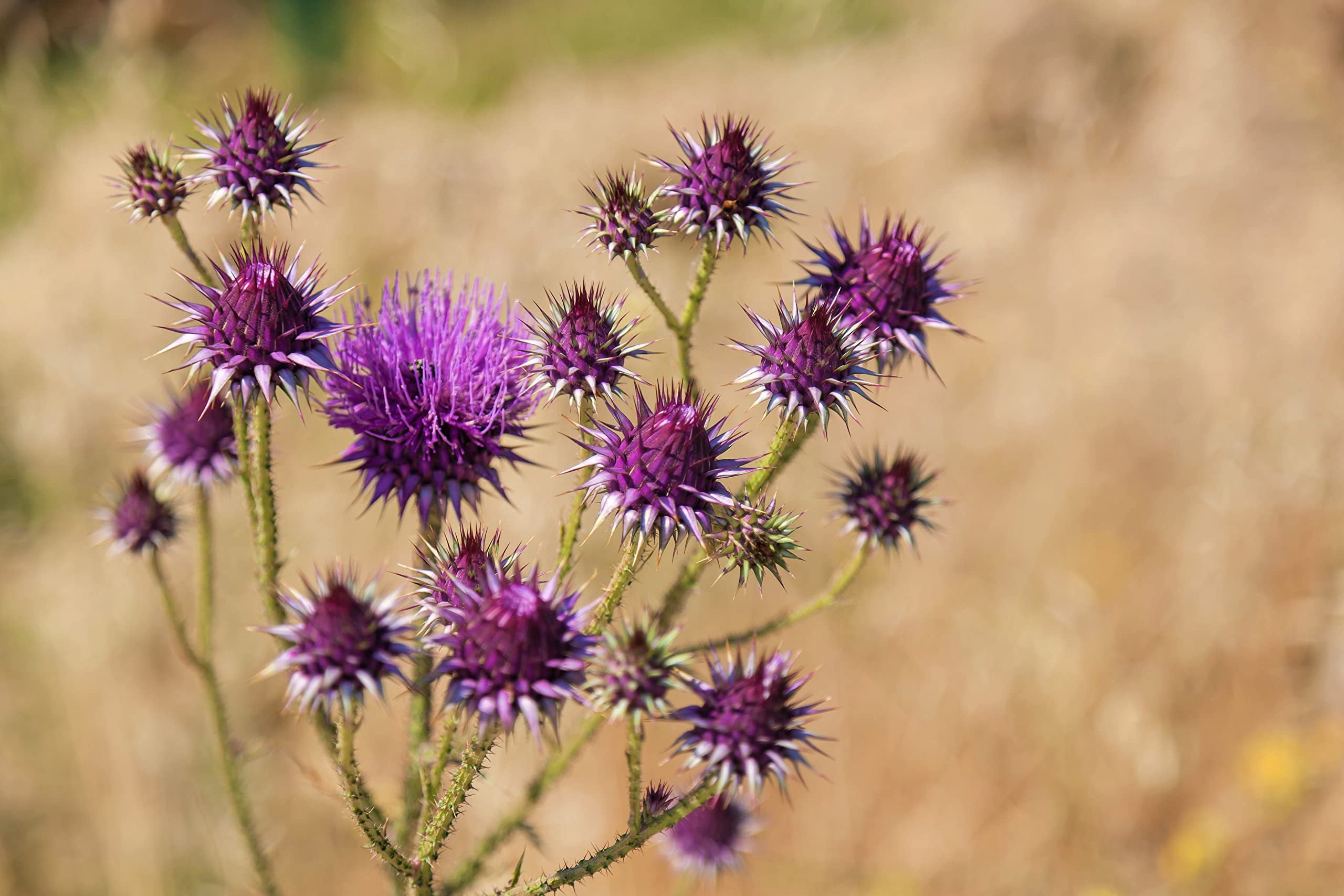 Holy Milkthistle Plant Seeds (100 Seeds) - Silybum marianum - Blessed ...