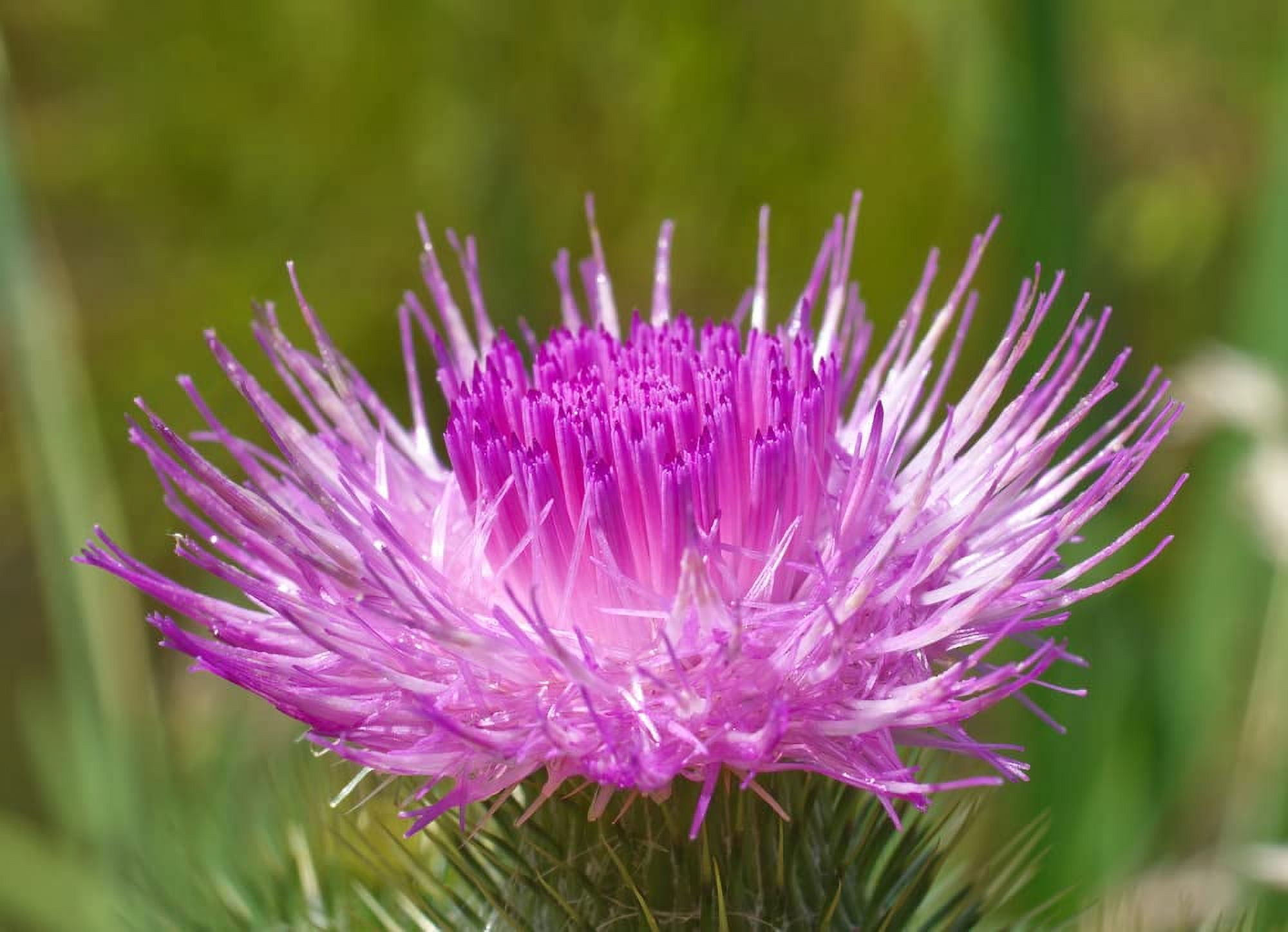 Holy Thistle Plant Seeds (50 Seeds) - Silybum marianum - Blessed Plant ...