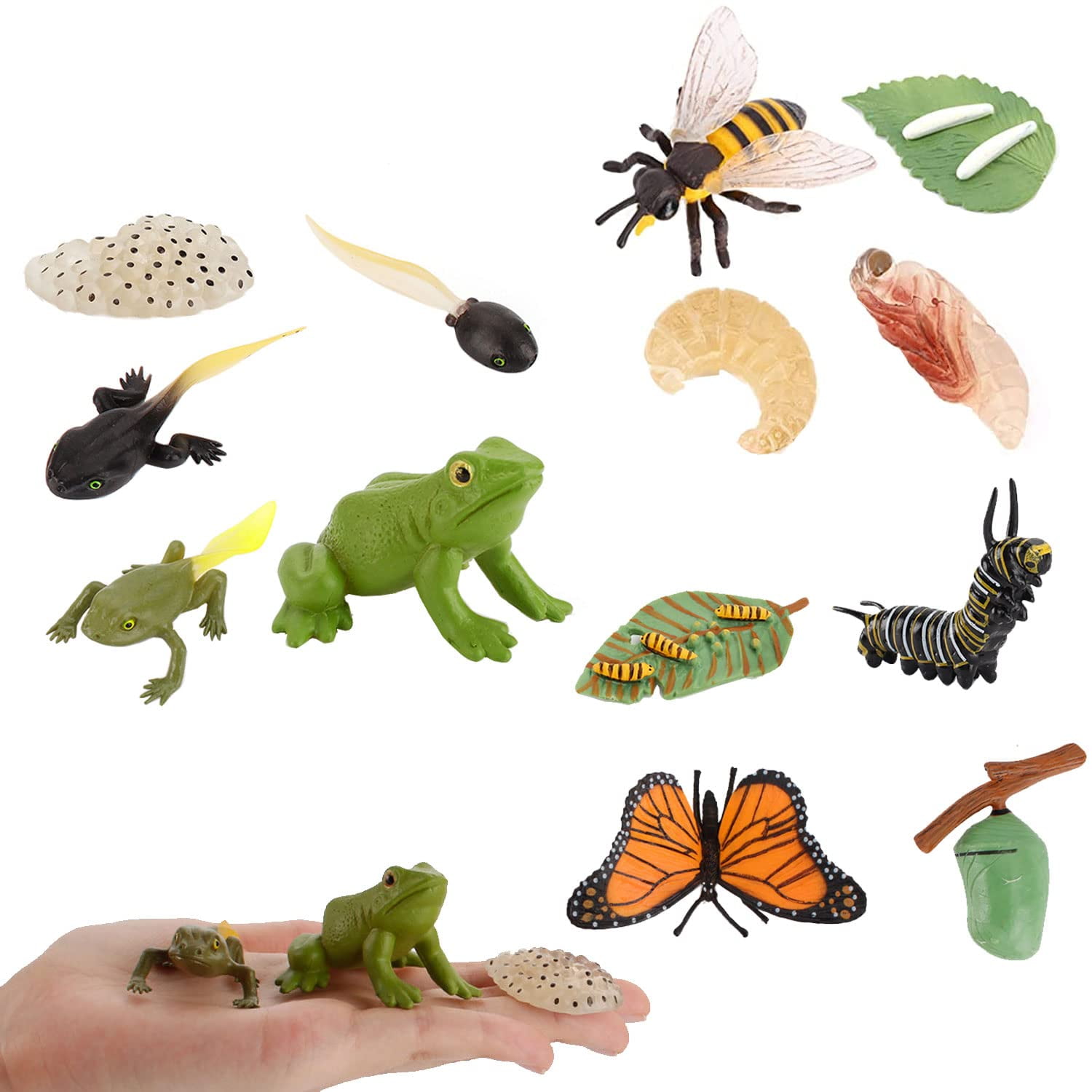 Holzlrgus 13pcs Insect Toys Life Cycle of Butterfly, Honey Bee & Frog ...