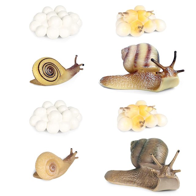 Holzlrgus 8 Pcs Snail Figurines - Snail Model Snail Growth Cycle Model ...