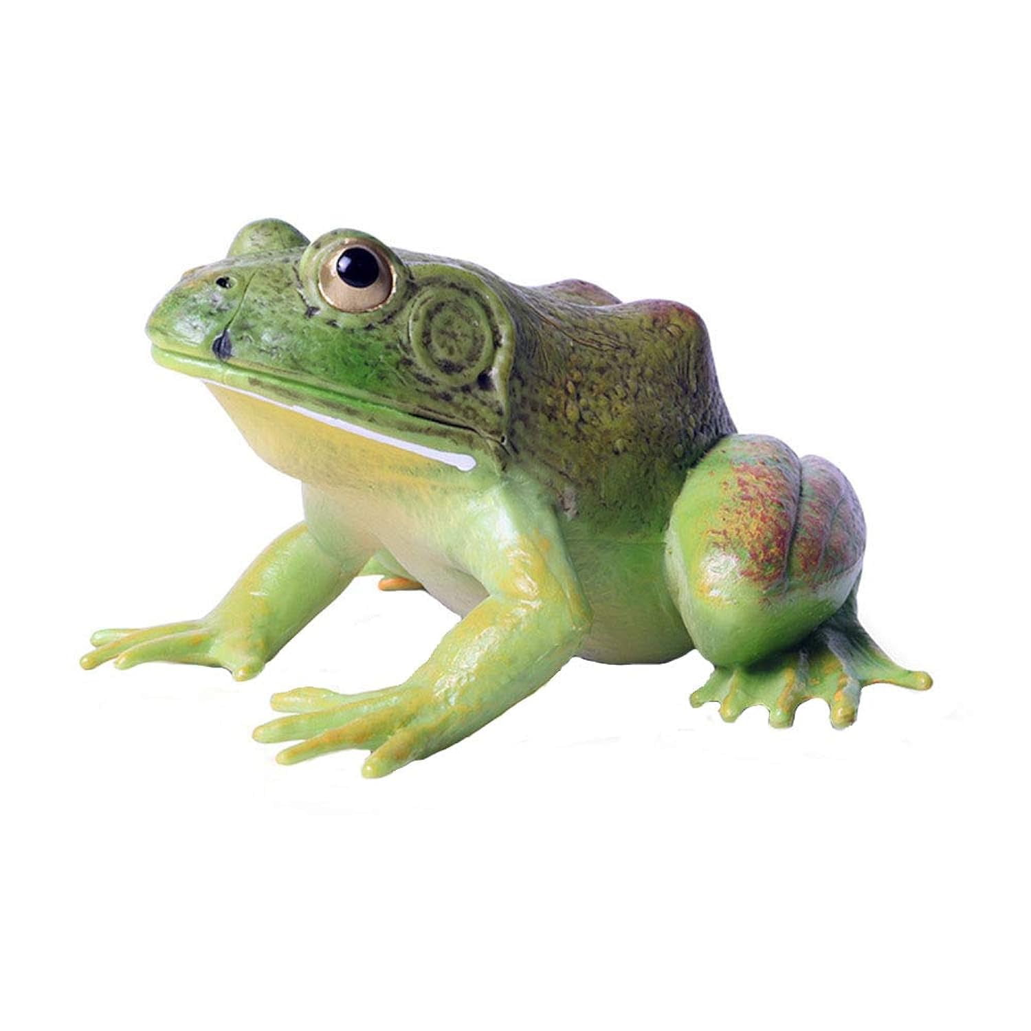 Holzlrgus Realistic Animal Figures American Bullfrog Figurines, Science ...