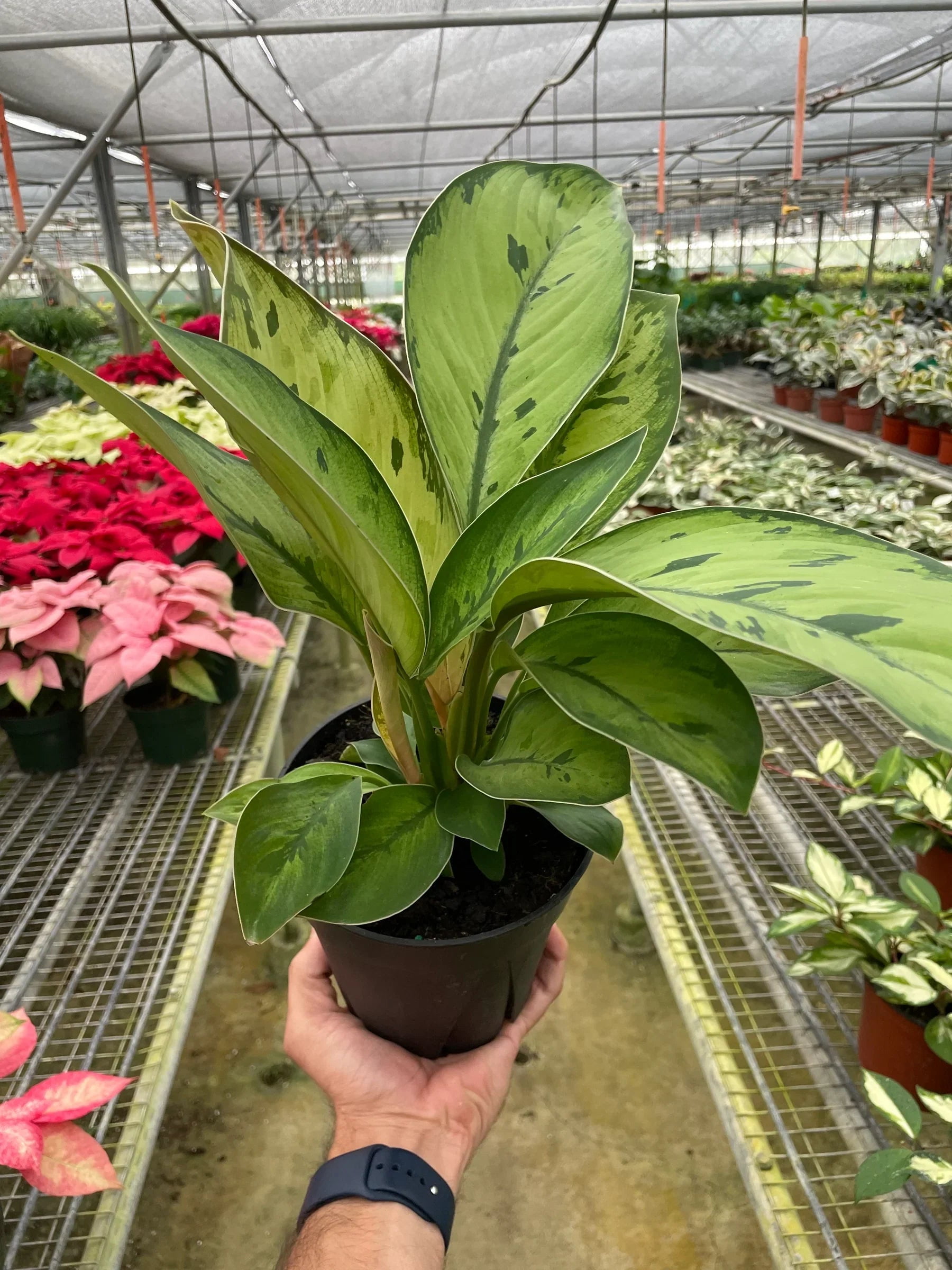 Homalomena Selby Hybrid - Live Air-Purifying Indoor Plant in Nursery ...