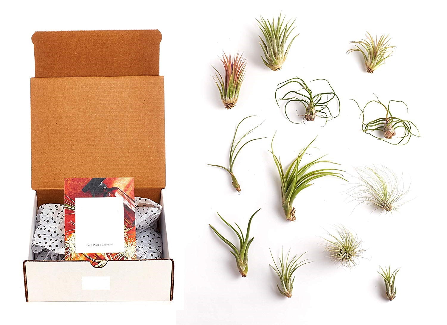 Home Botanicals Assorted Air Plant (Collection of 12) - Walmart.com