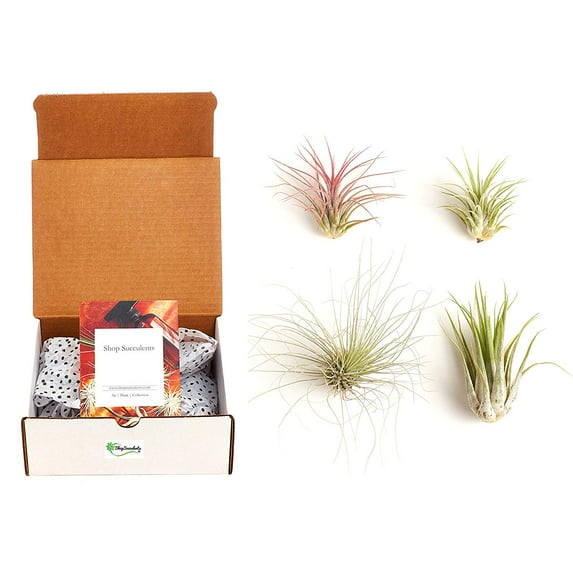 Home Botanicals Assorted Air Plant (Collection of 4) - Walmart.com