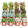 Home Botanicals Assorted Succulent (Collection of 64) - Walmart.com