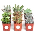 Home Botanicals Assorted Succulent (Collection of 9) - Walmart.com