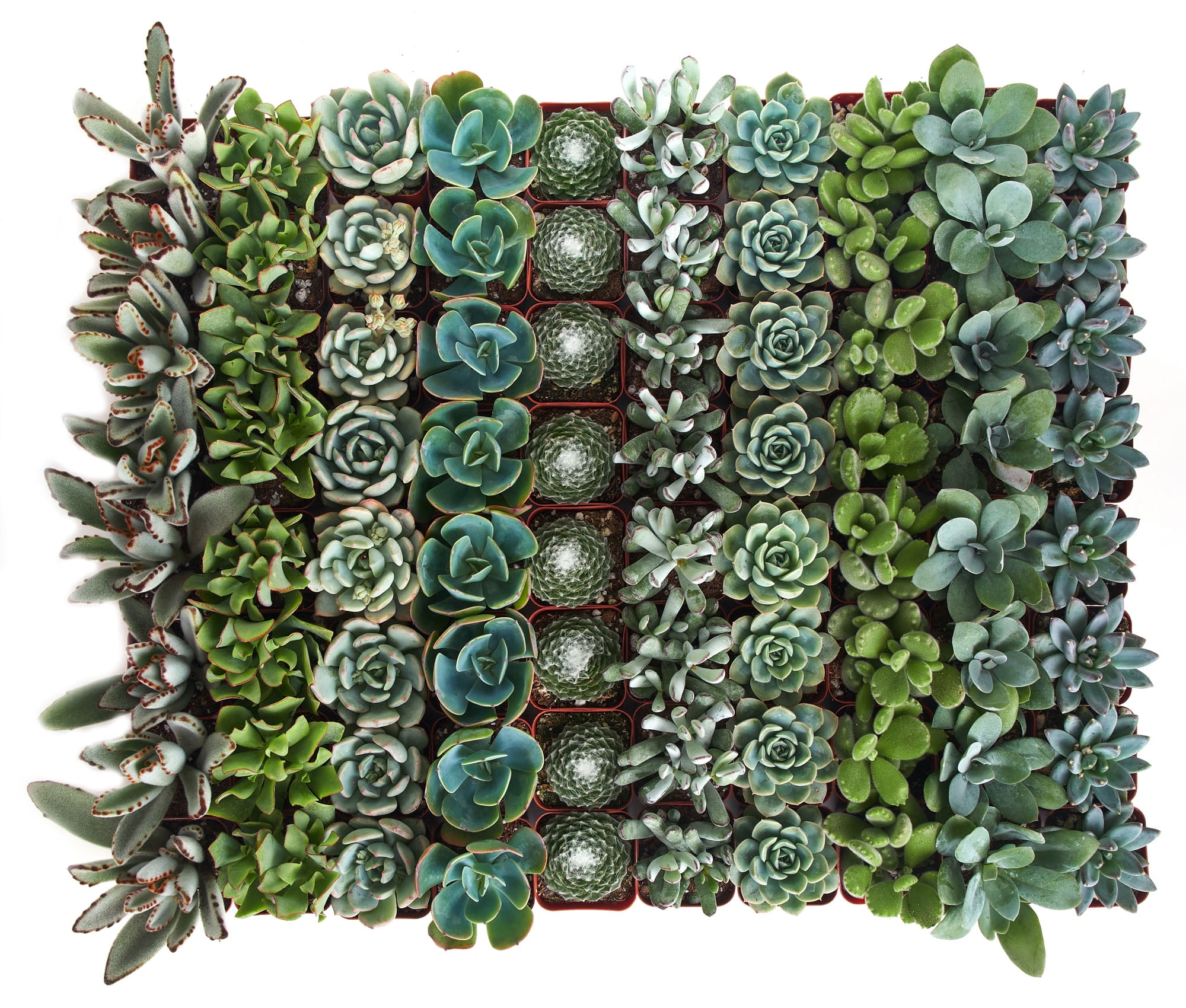 Home Botanicals Live Bulk Real Types Succulent Blue/Green Collection ...