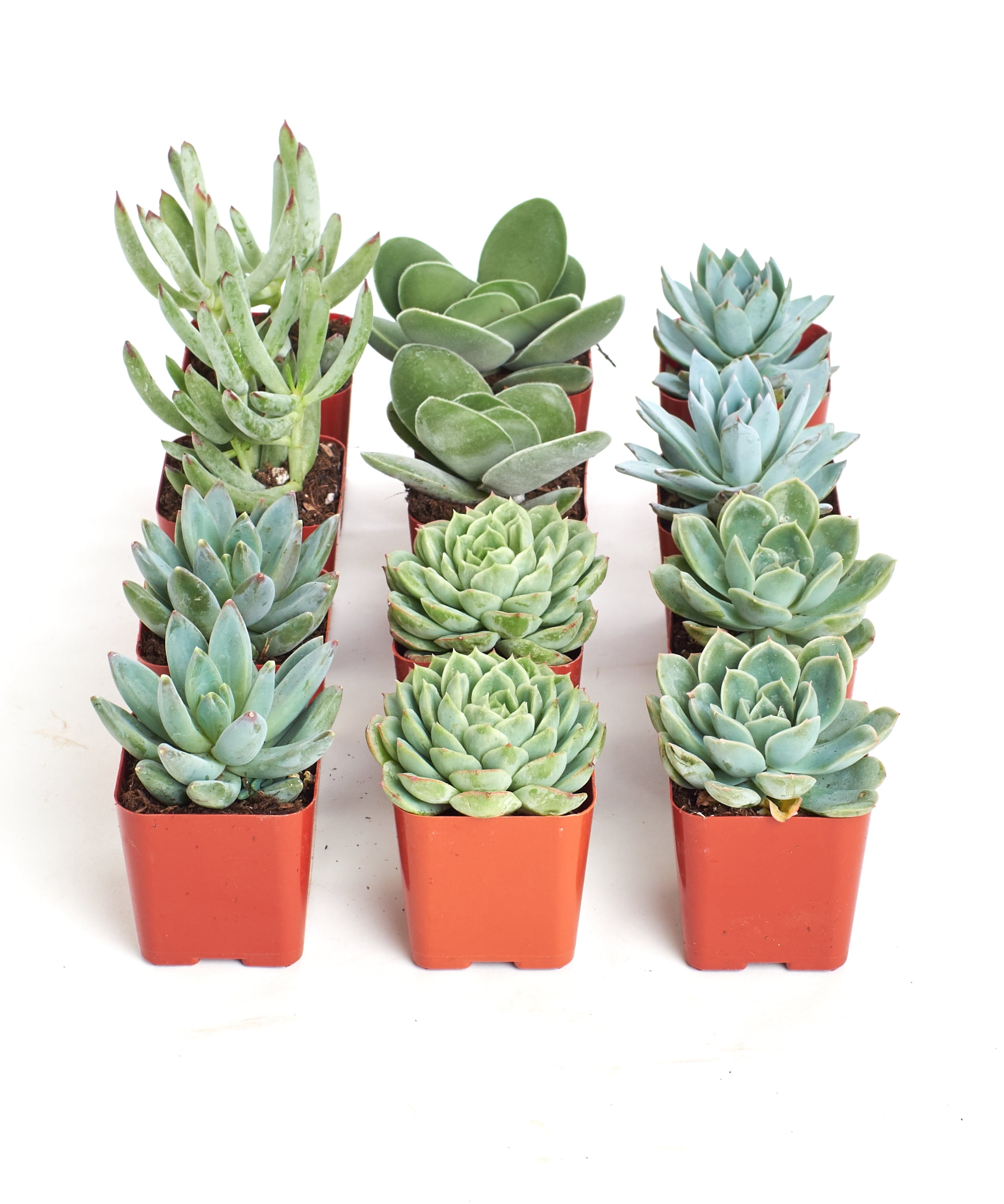 Home Botanicals Blue/Green Collection Succulent (Collection of 12 ...