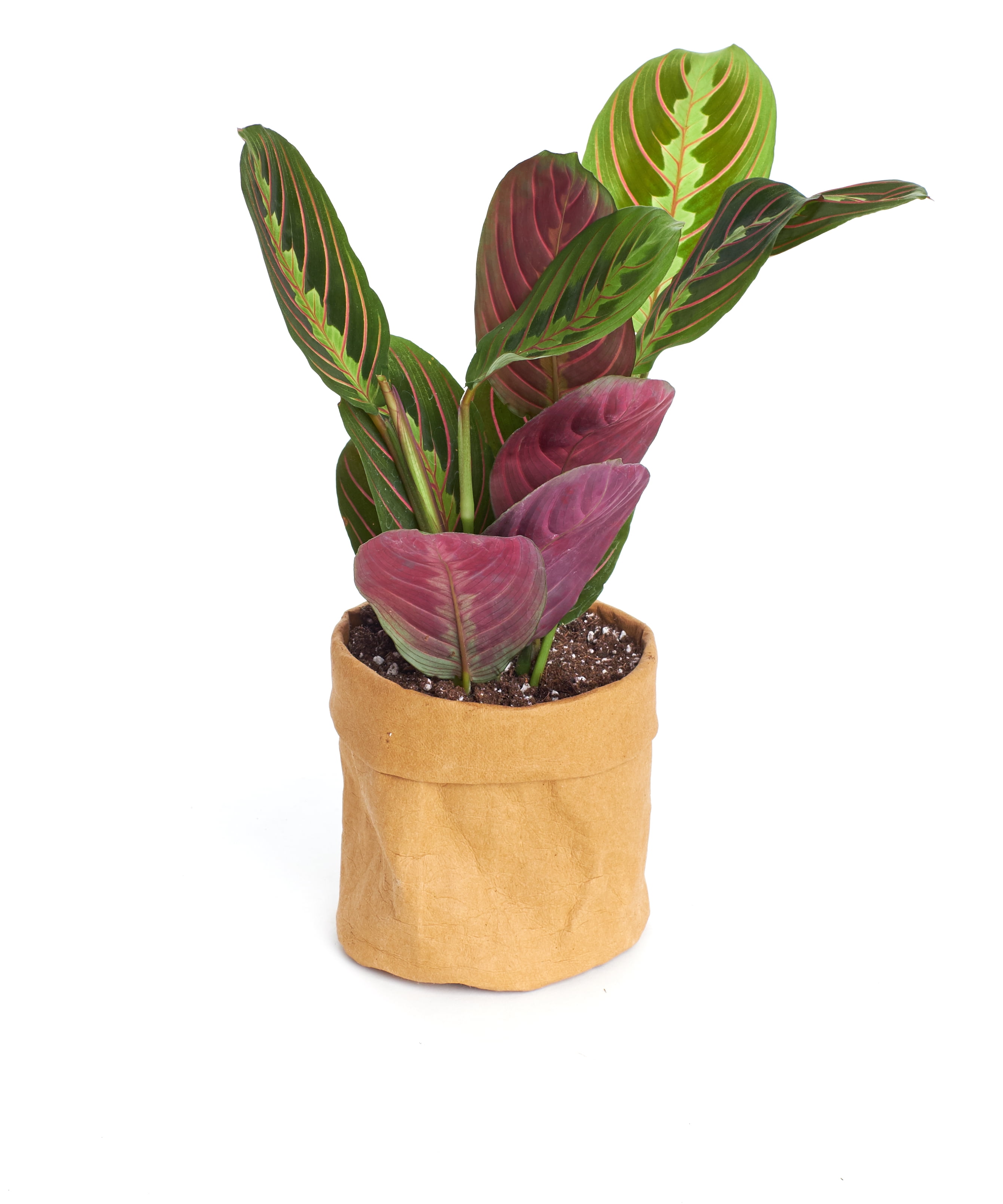 Home Botanicals Live 4" Maranta Red 'Prayer Plant' in Kraft Pot -House ...