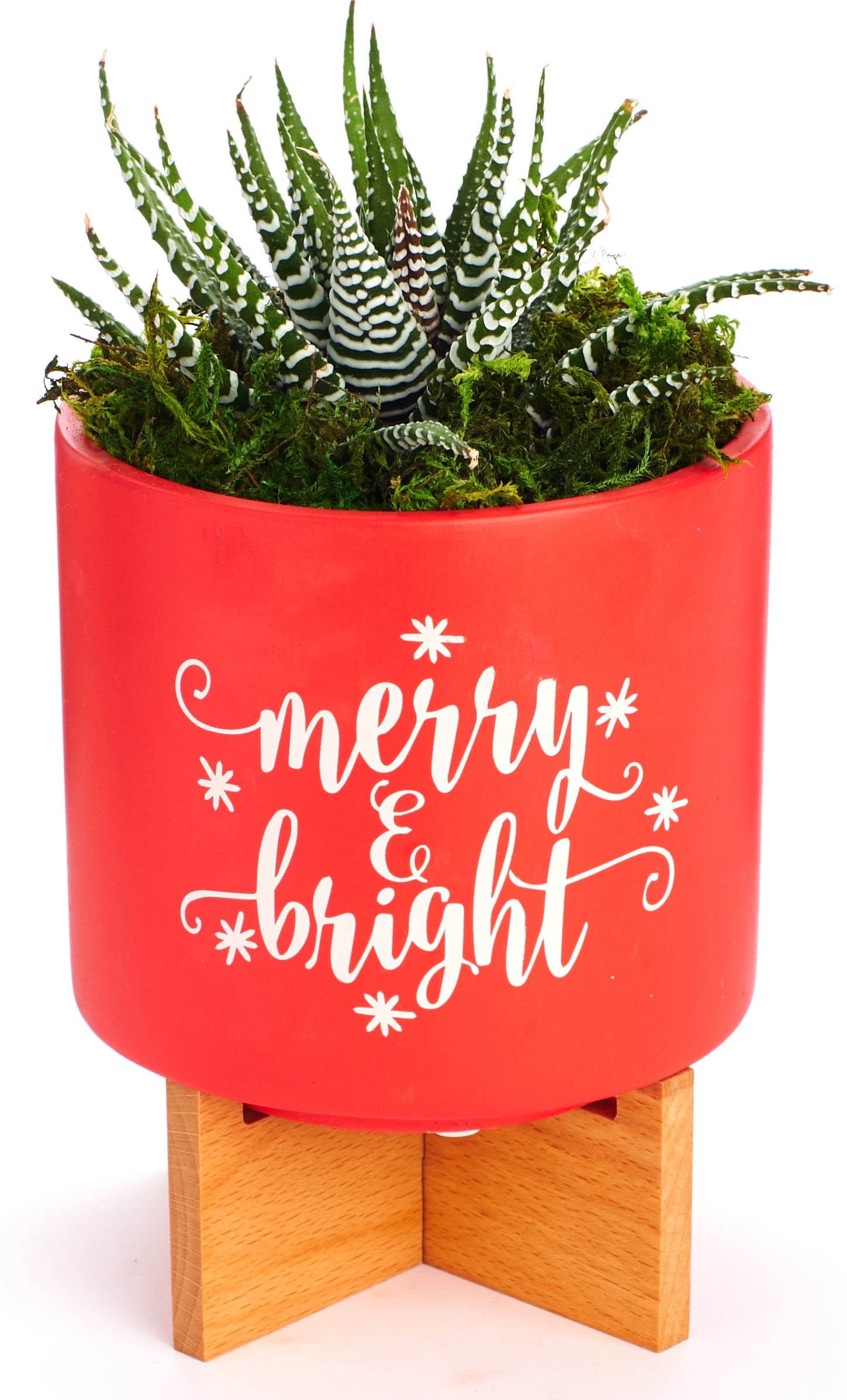 Home Botanicals | "Merry & Bright" Live Succulent in 4" Handpainted Red ...