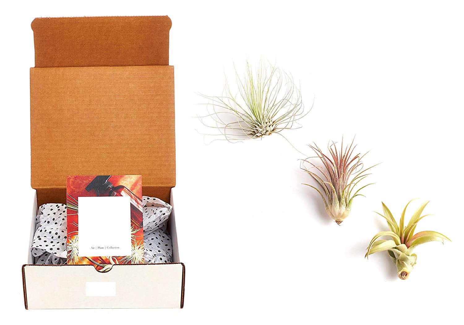 Home Botanicals Live Indoor Life Set - Unique Air Plant Collection of 3 ...
