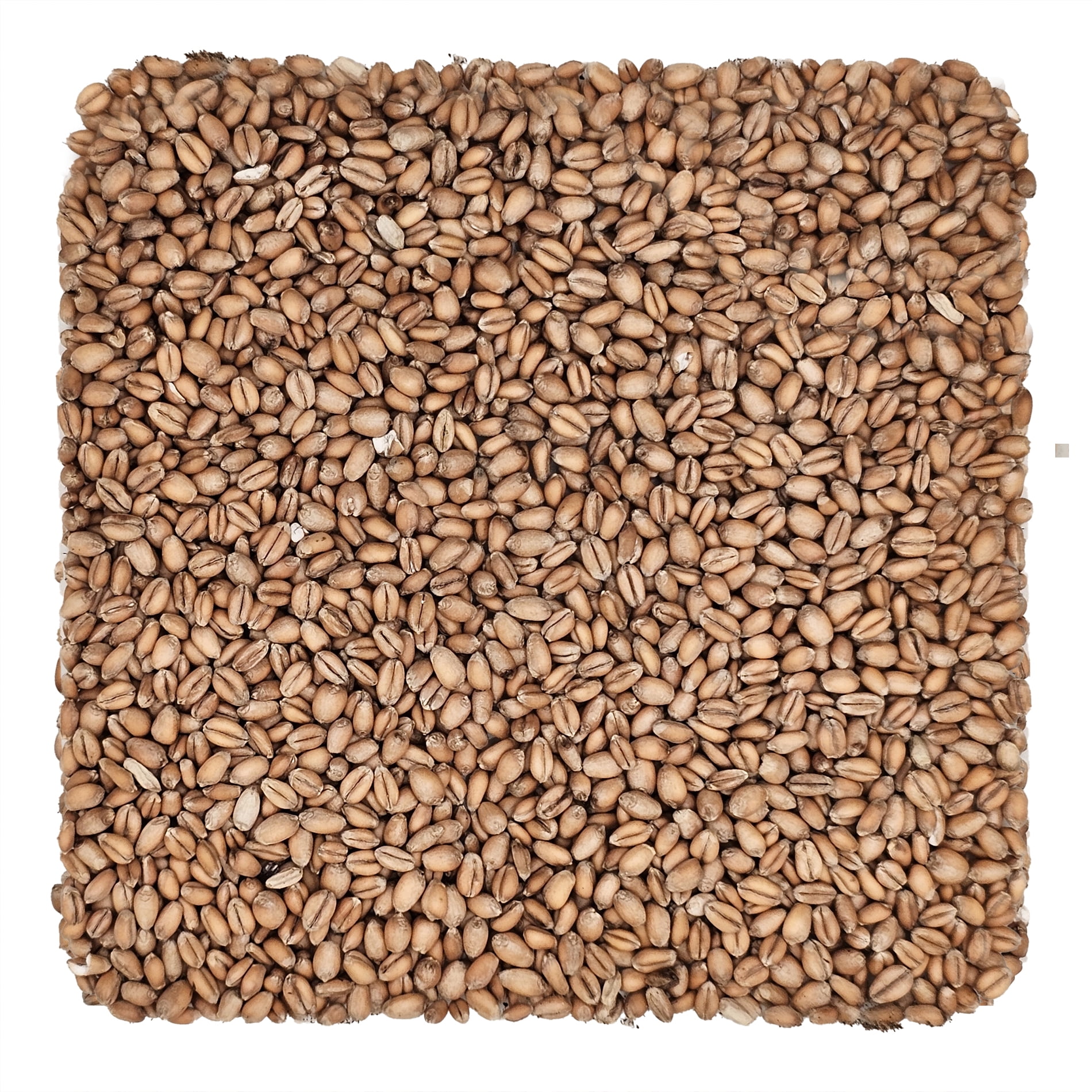 Home Brew Ohio Torrified Red Wheat Grain 5lb - Walmart.com