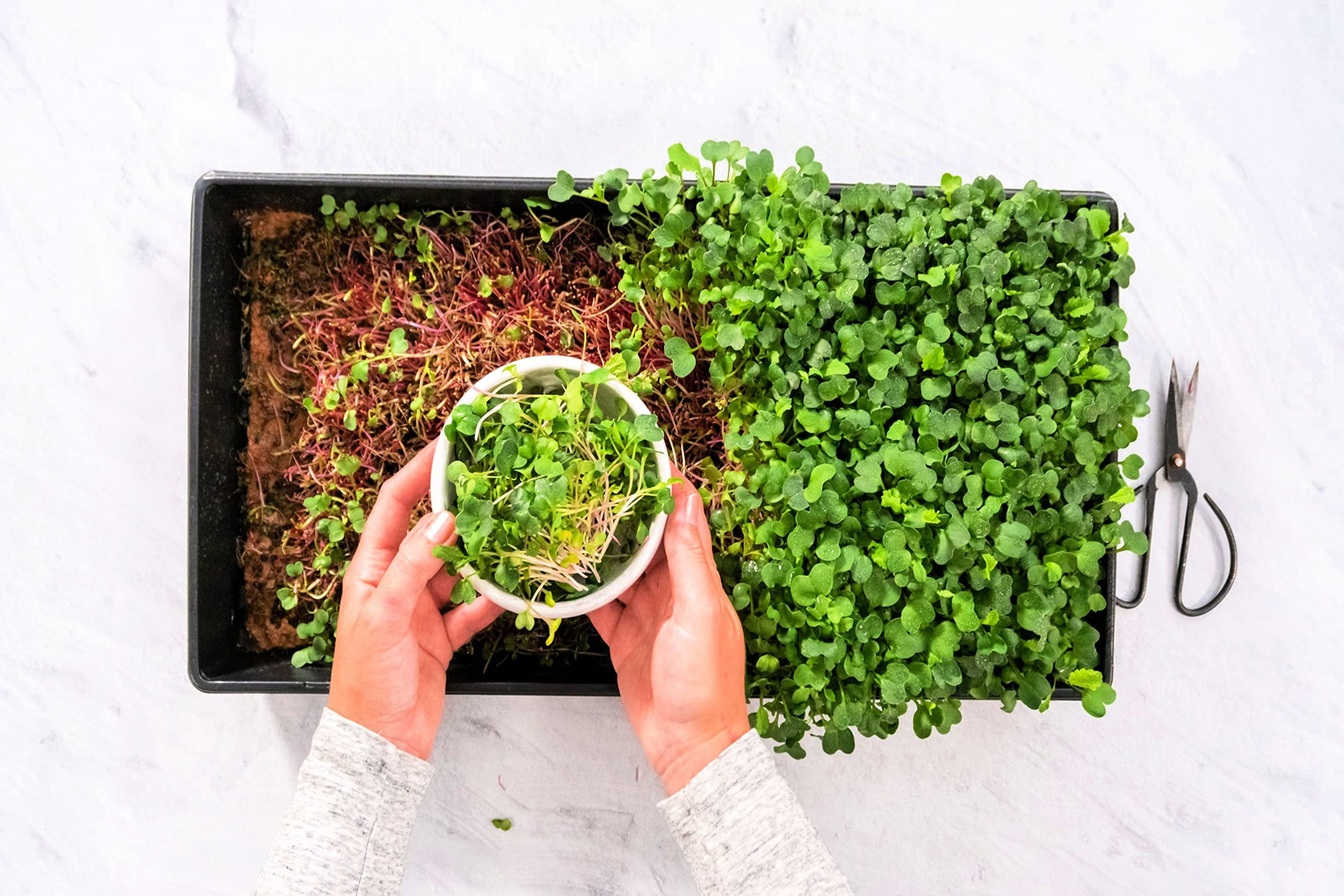 Home Broccoli Microgreens Growing Kit, Grow Fresh Micro Greens Indoors ...