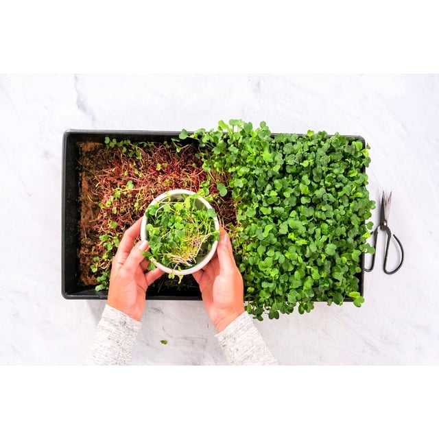 Home Broccoli Microgreens Growing Kit, Grow Fresh Micro Greens Indoors ...