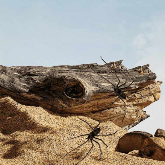 Home Decor Spider Refrigerator Sticker, Realistic Spider Magnet, Cute ...