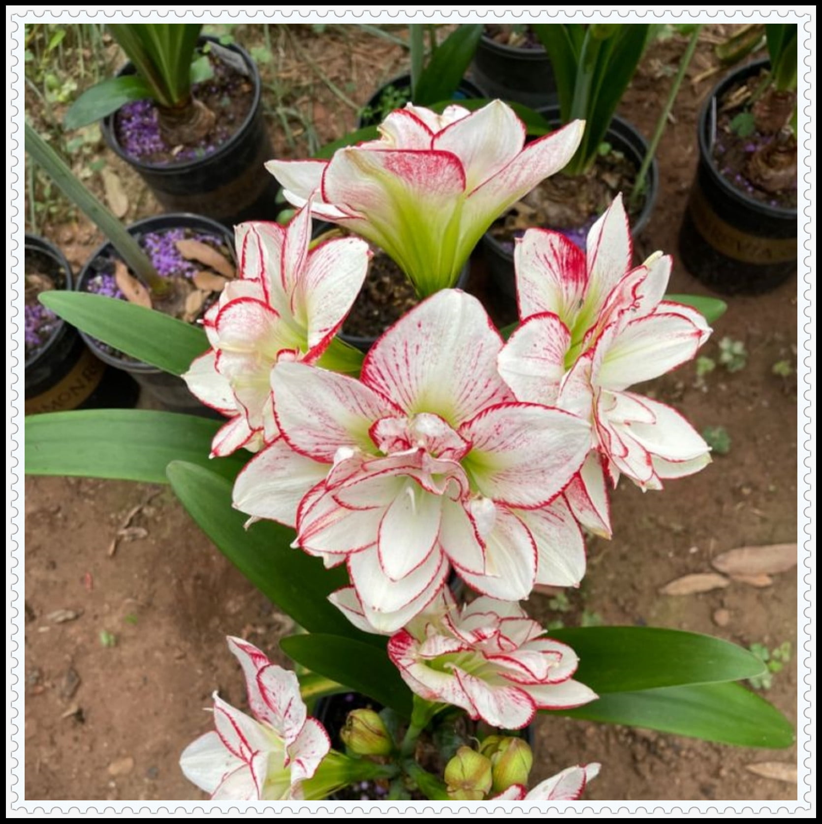 Home Decoration, Amaryllis-Bulbs For Planting - Premium Garden Stake ...