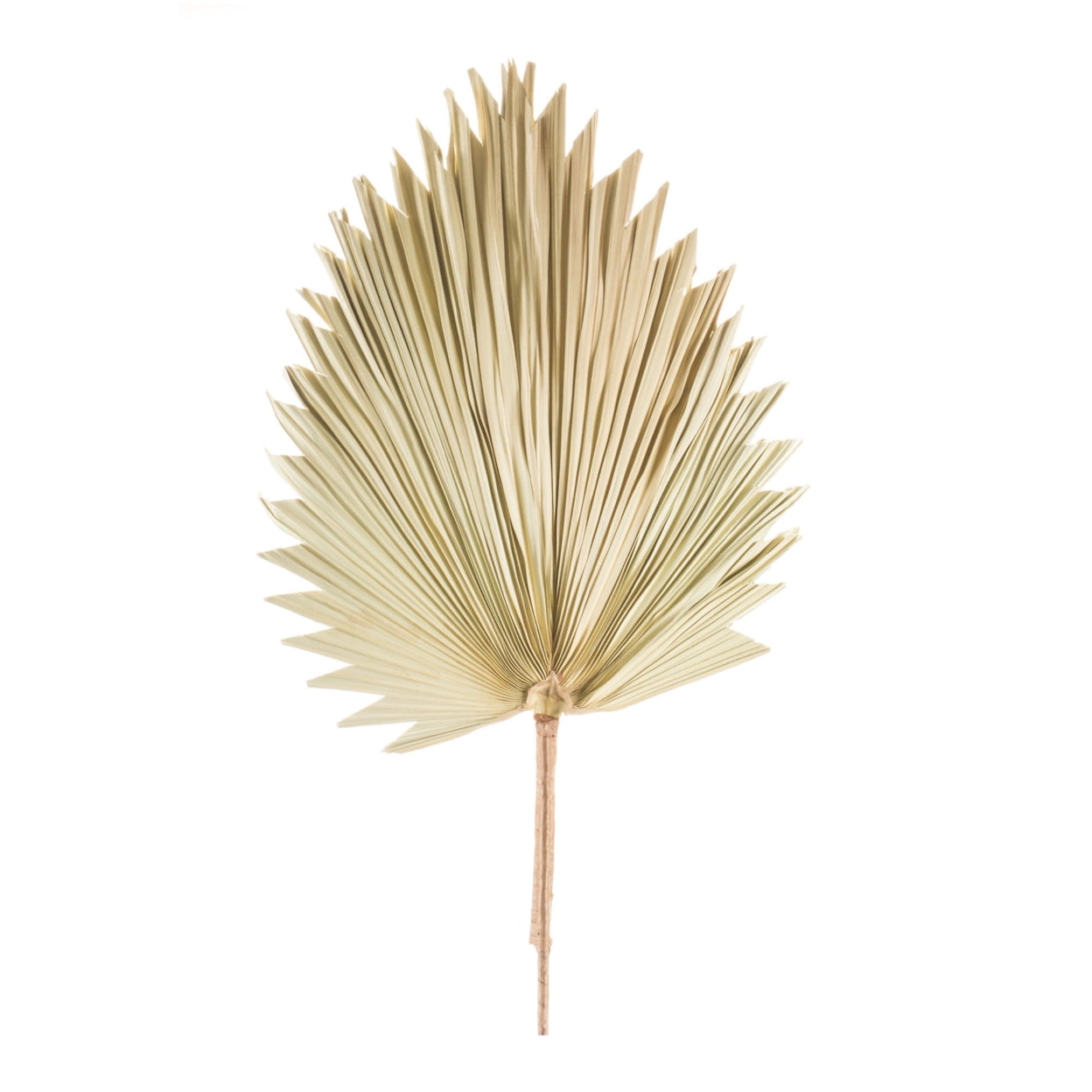 Home Decorative Fan Palm Leaf (Set of 6) 42"H Natural Palm - Walmart.com
