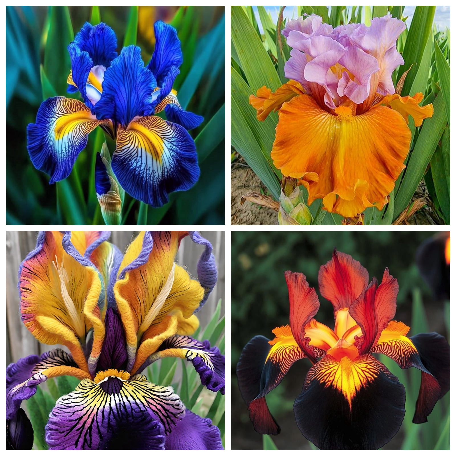 Home Garden Blue Purple Iris-(Non-Artificial)-Fast Rooting High ...