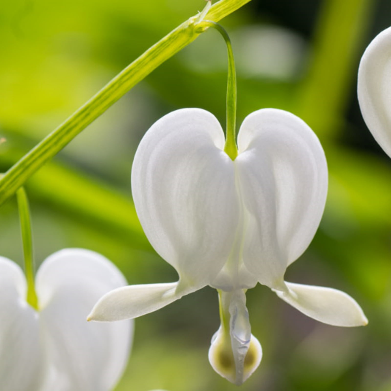 Home Garden Decoration, Pope peony ,Peony,cut flowers Pleasant ...