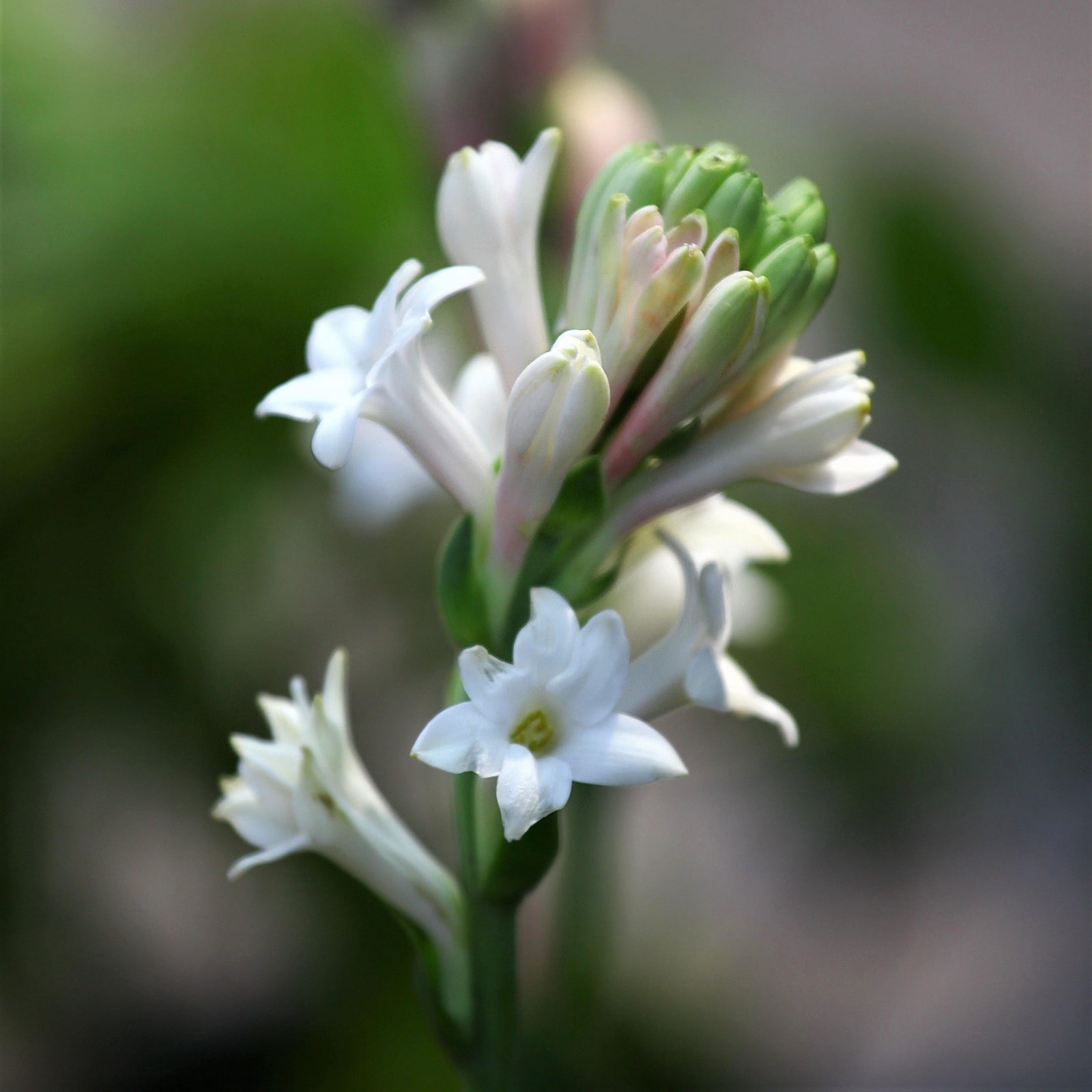 Home Garden Decoration,Tuberose to plant in pots,Fragrant flowers,Cold ...