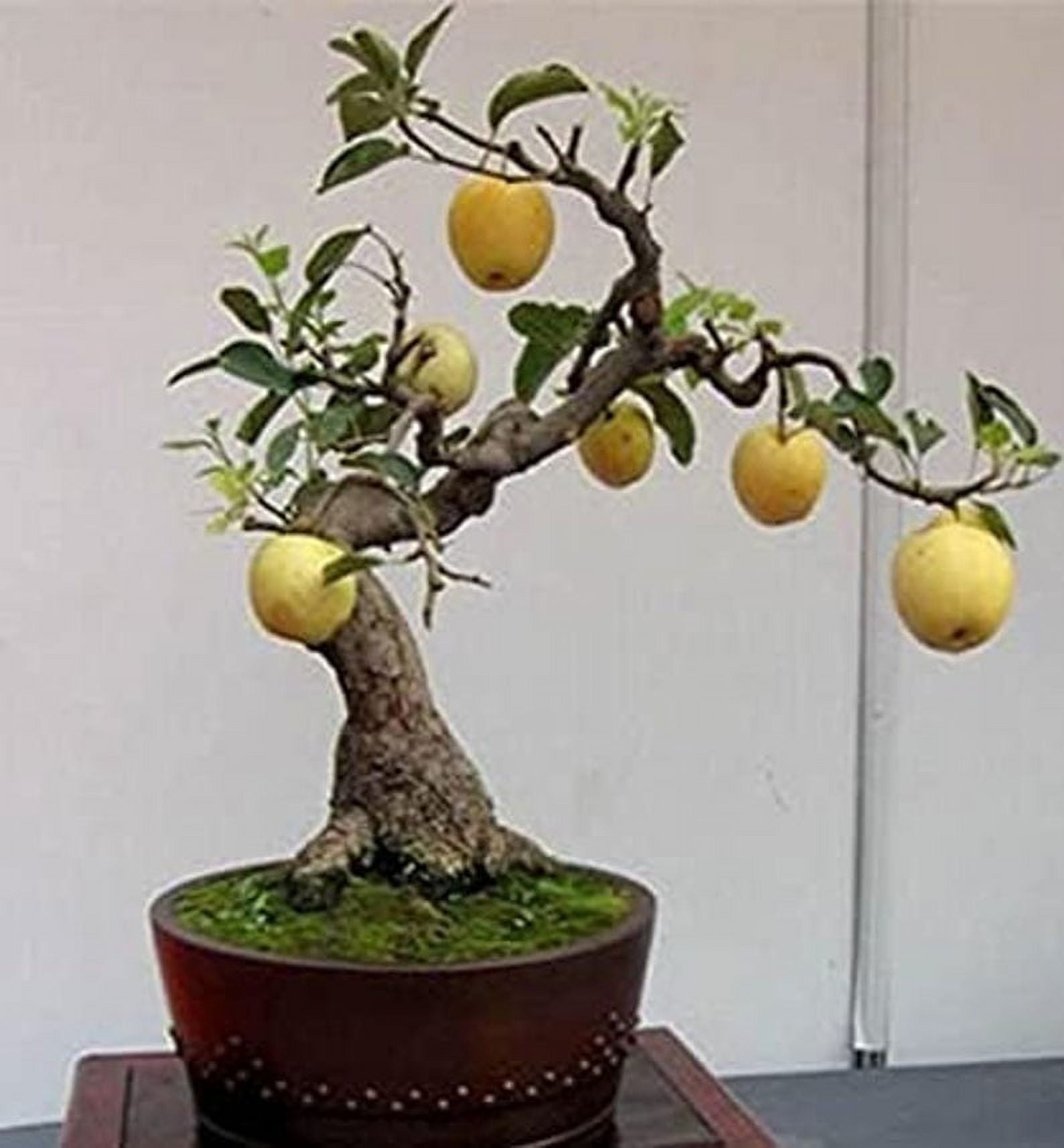 Home Shops USA 8 Pear Tree Bonsai Seeds, Fruit Bearing - Walmart.com