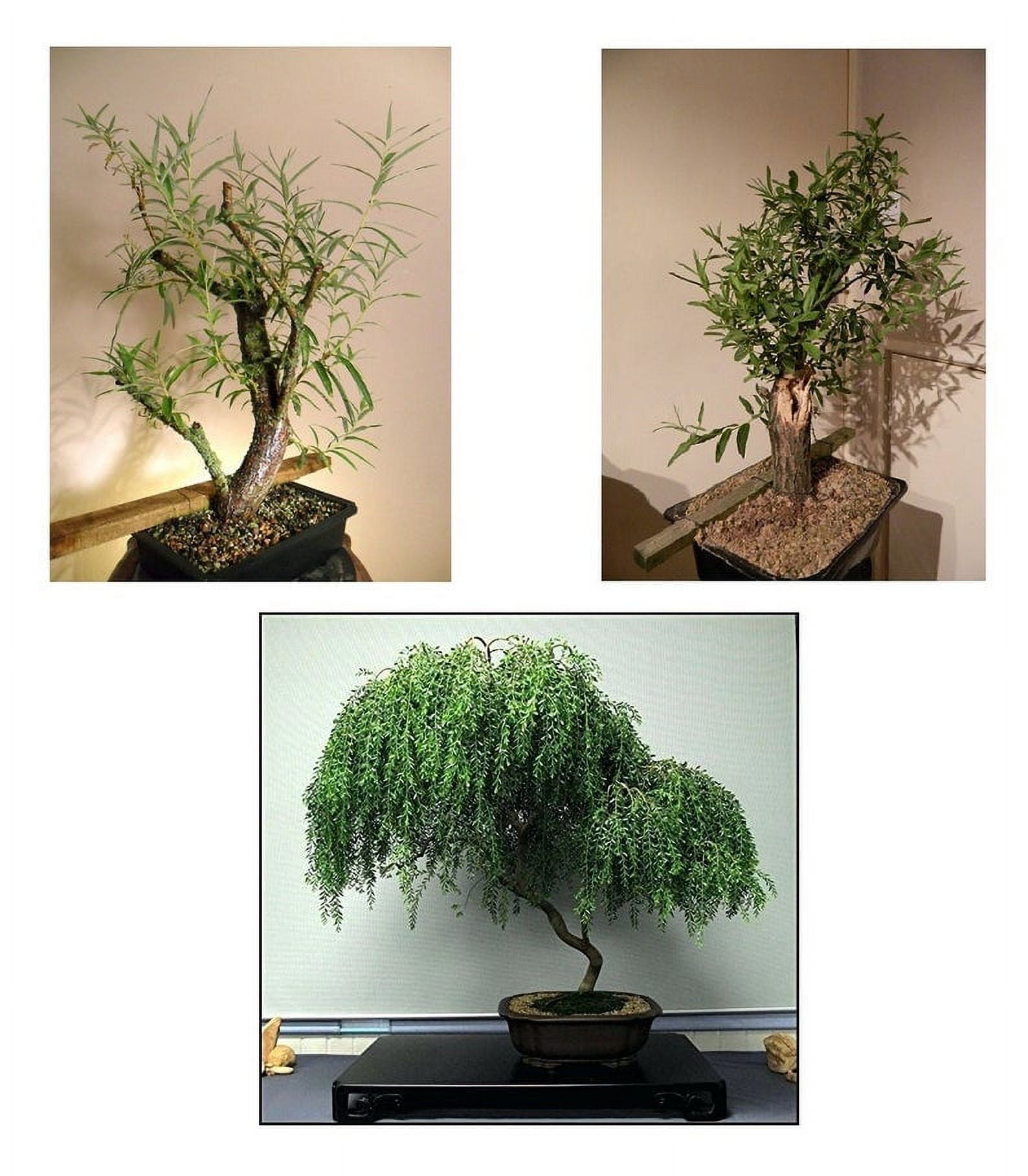 Bonsai Willow Tree Bundle - 3 Rare Indoor Live Weeping Plant - Dwarf ...