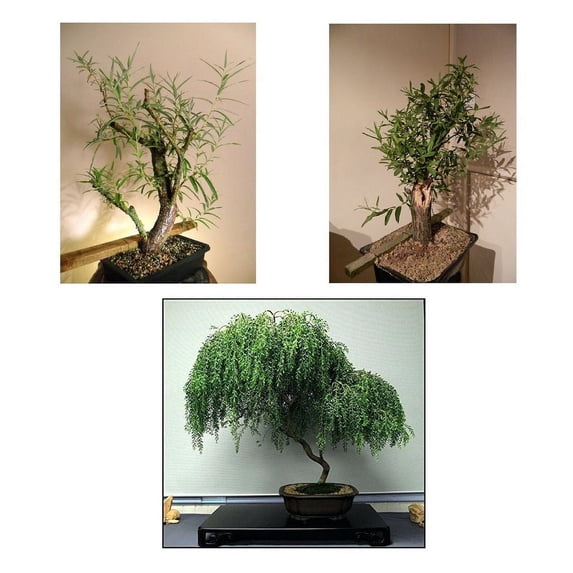 Bonsai Willow Tree Bundle - 3 Rare Indoor Live Weeping Plant - Dwarf ...