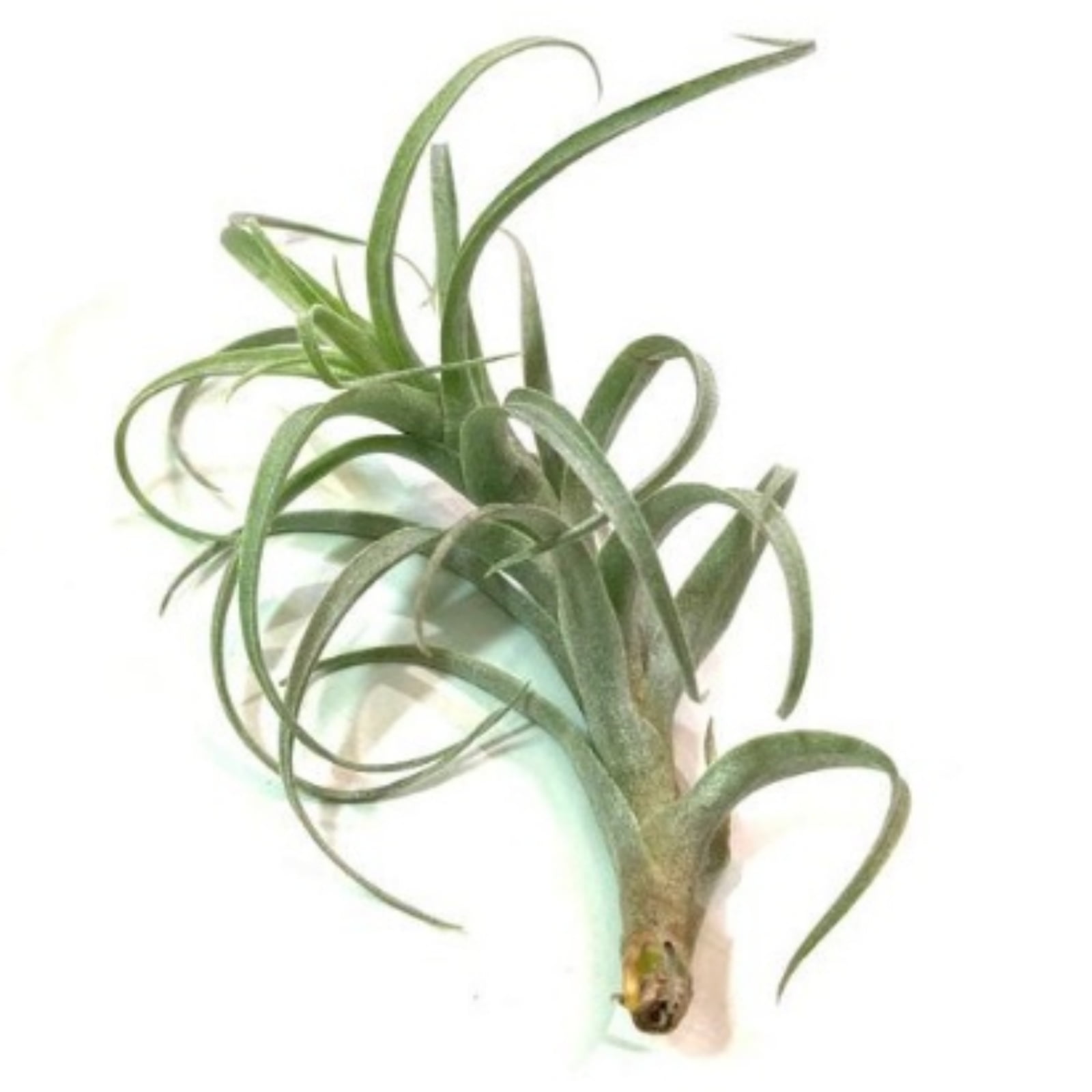 Home garden,(Air Plant )planting,Low maintenance + drought-resistant ...