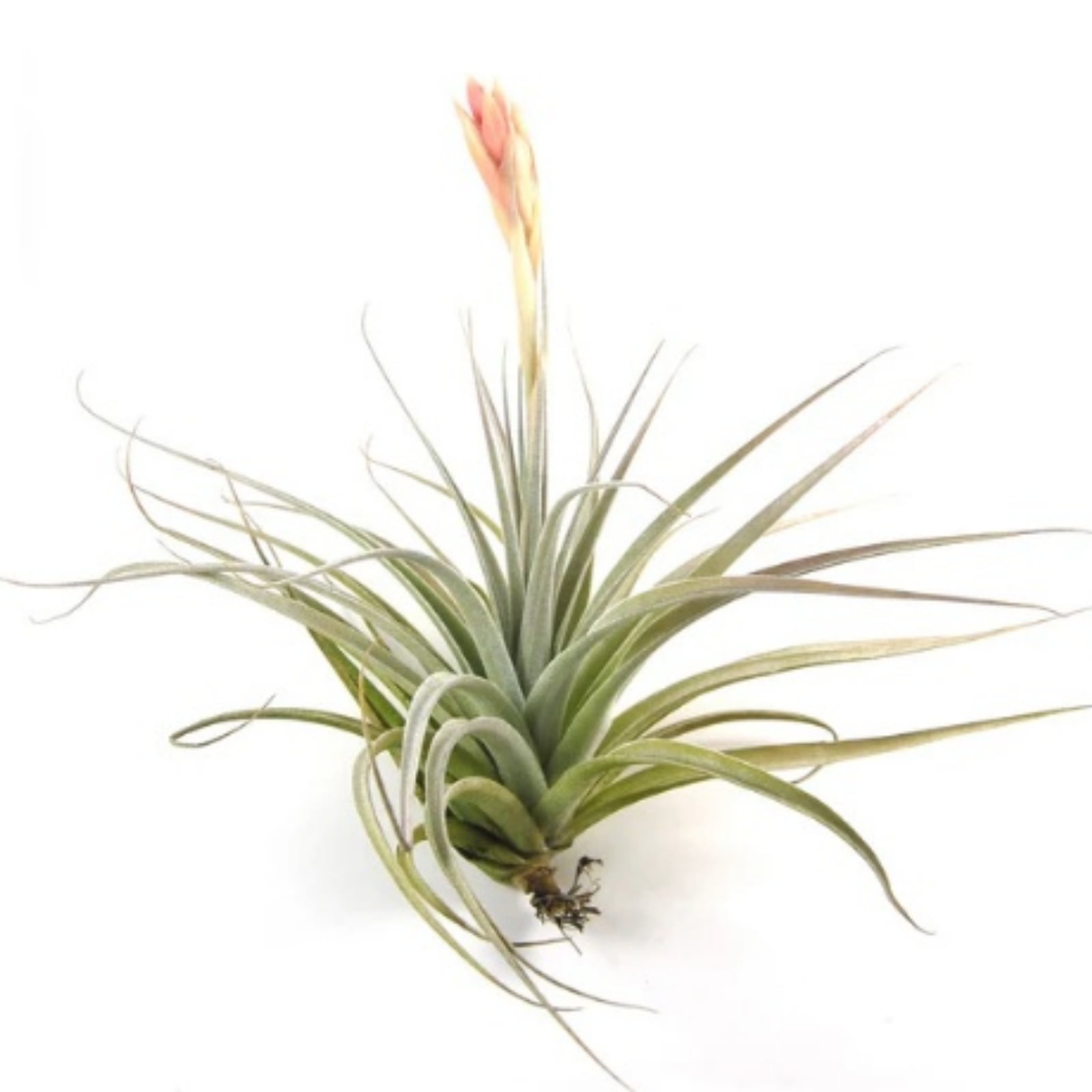 Home garden,(Air Plant )planting,Low maintenance + drought-resistant ...