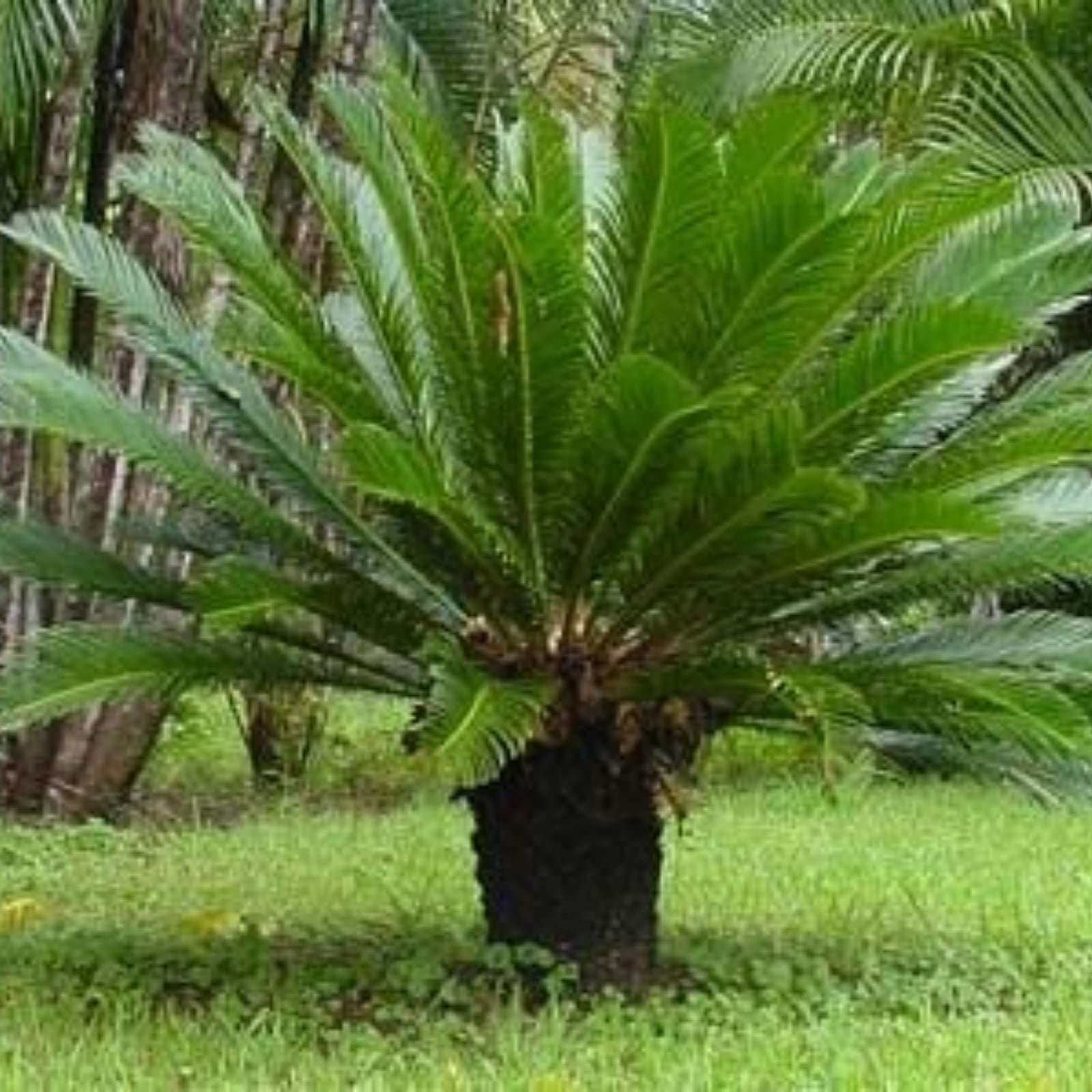 Home garden,( Cycad )planting,Low maintenance + drought-resistant ...